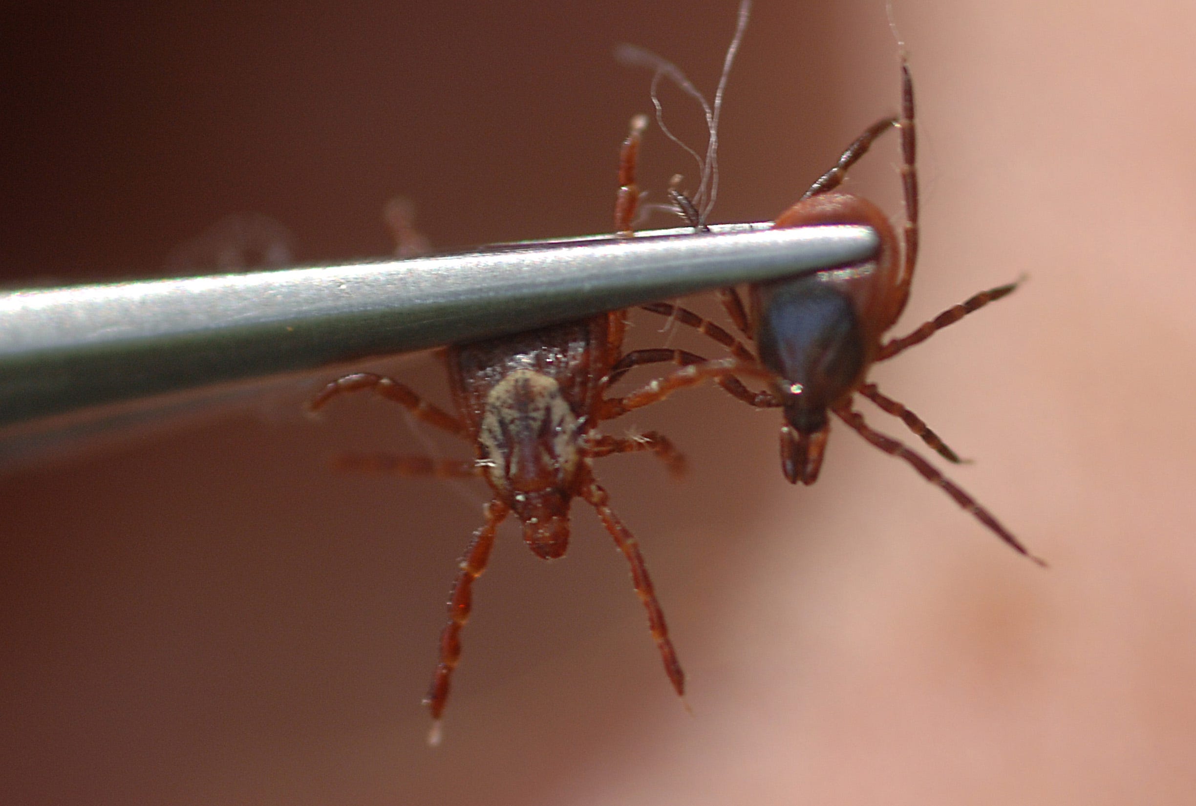 Tick season is here in New England in early spring; protect yourself