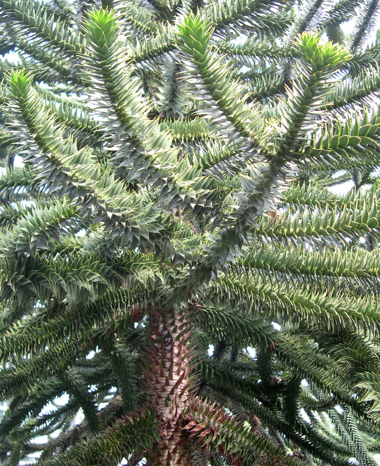 Jurassic Period Plants