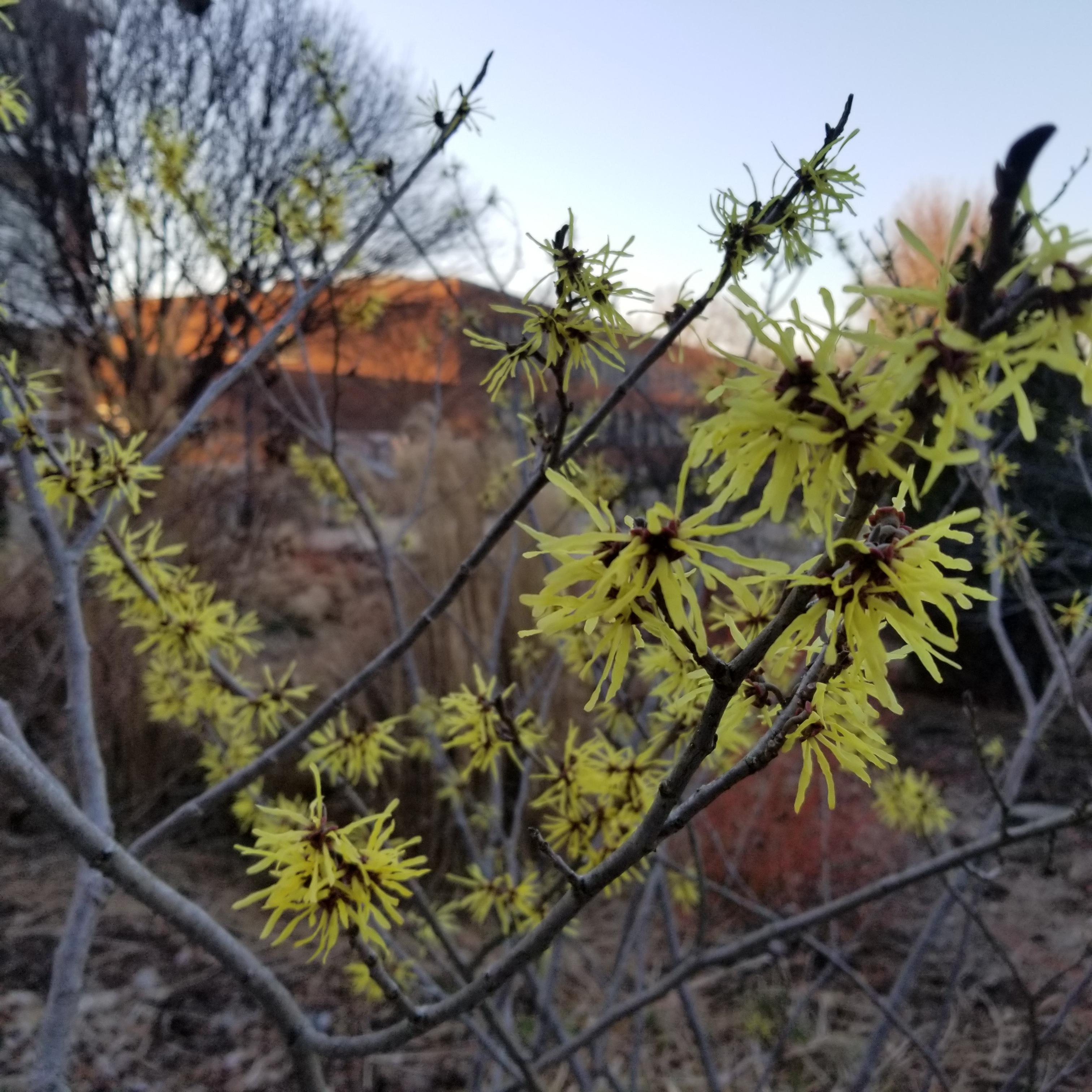 Gardening: 5 varieties of witch hazel to consider for home landscapes