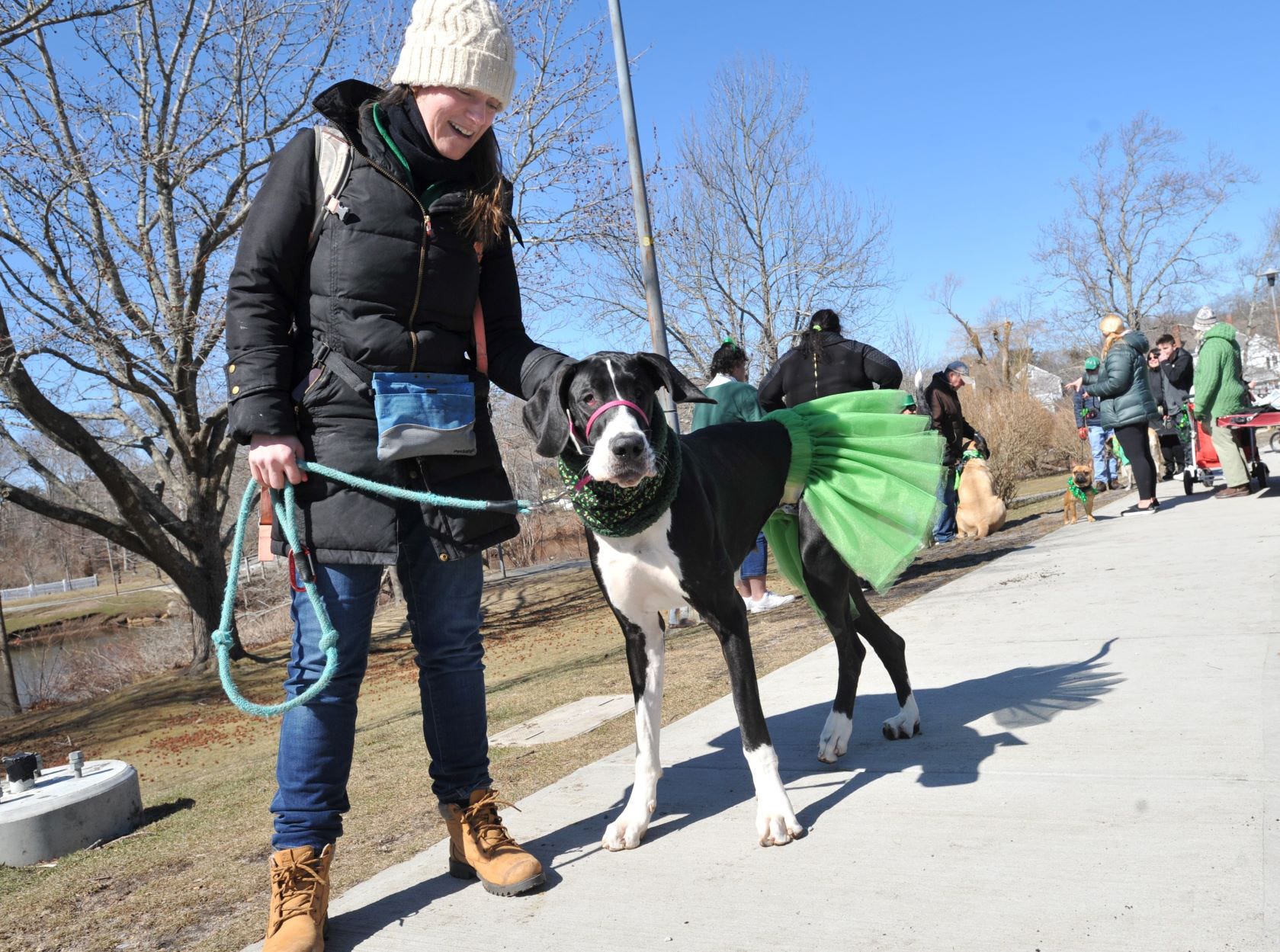 Real Dogs dRule hosts St. Patrick's Day large and giant breed dog walk