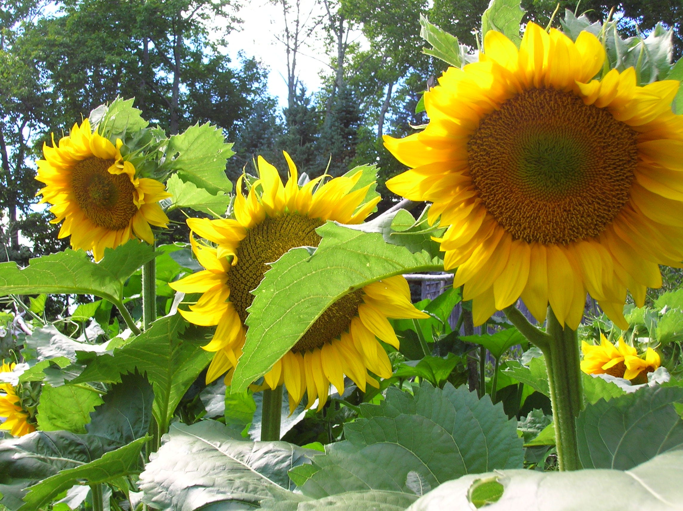 Sunflowers: National flower of Ukraine, flower of hope and more
