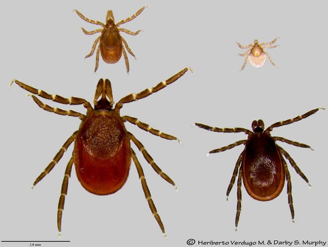 Wisconsin patients suffer in a fight over chronic Lyme disease Wisconsin patients suffer in a fight over chronic Lyme disease