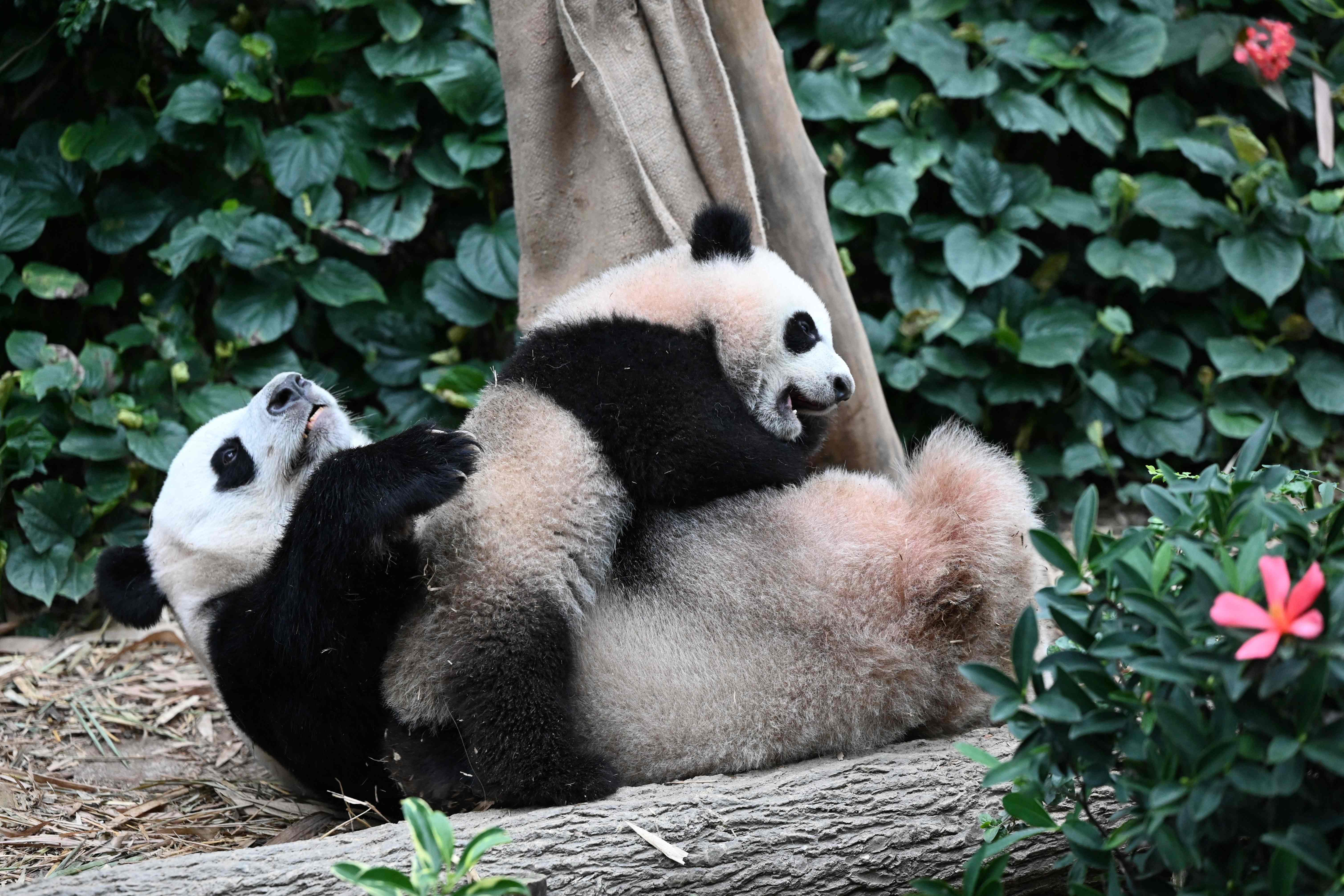National Panda Day 2022: Celebrate with 15 adorable photos of pandas
