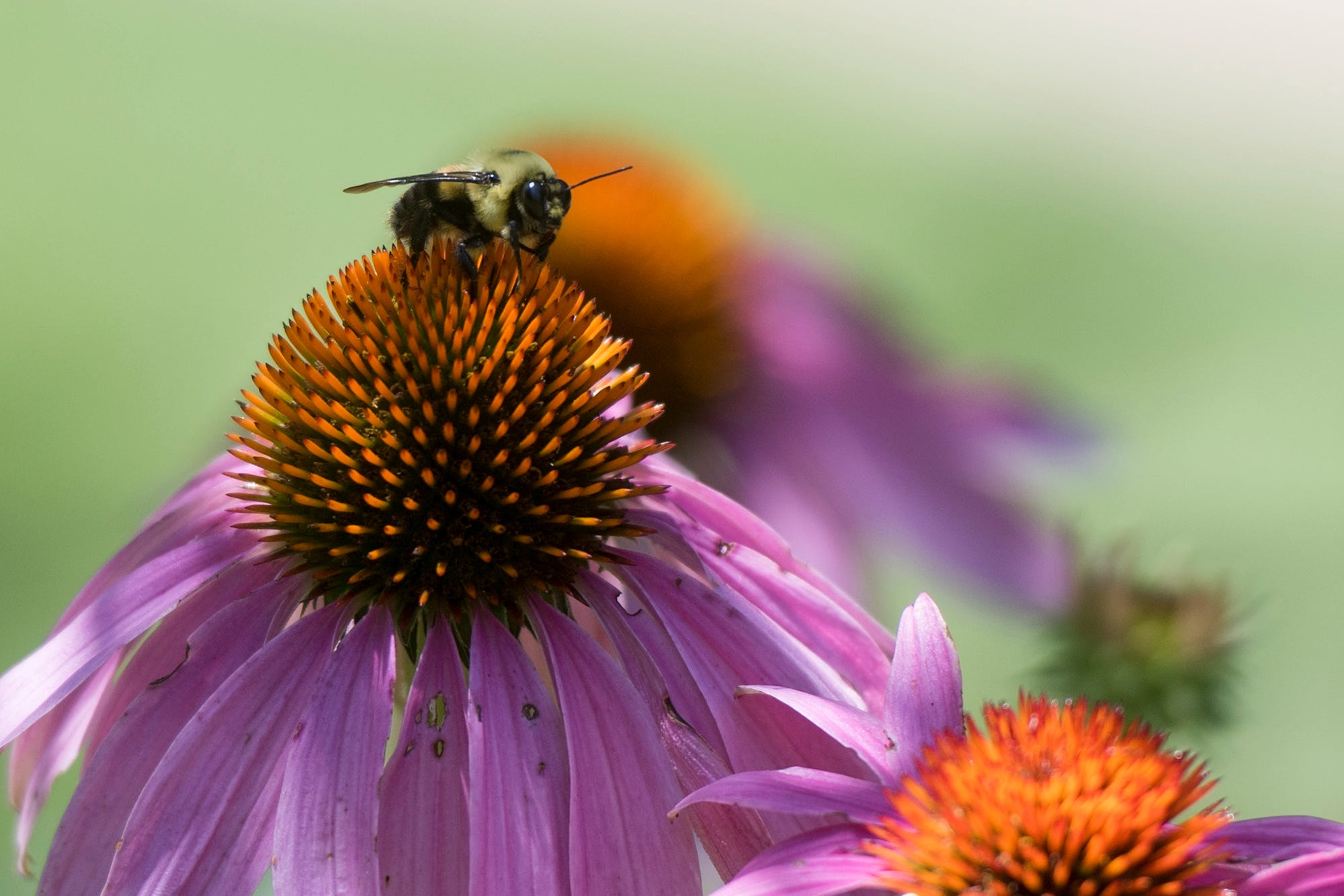 Allergy watch: Here's when pollen counts are highest around Cincinnati