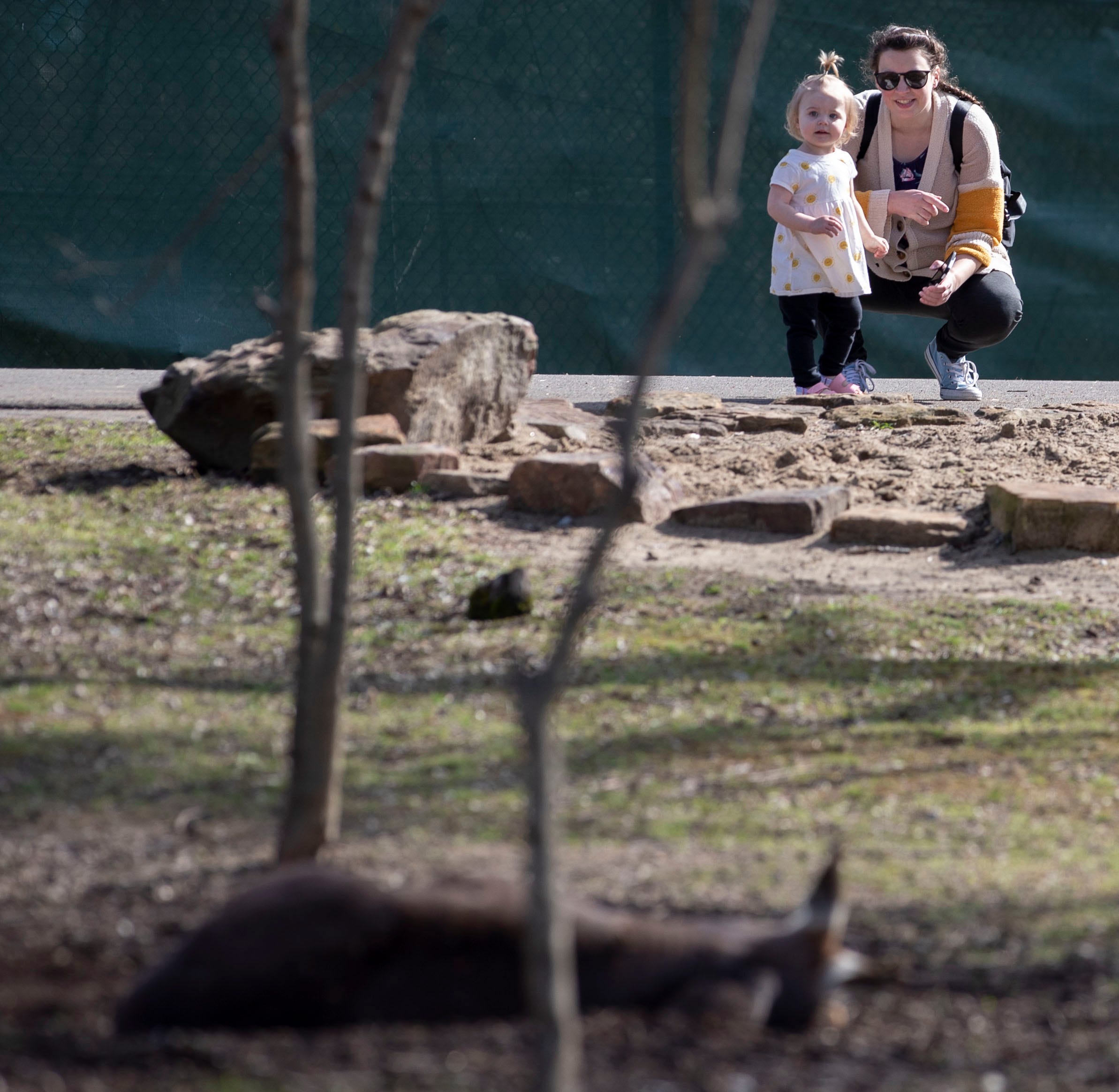 Memphis Zoo: KangaZoo exhibit gives you close-up kangaroo experience