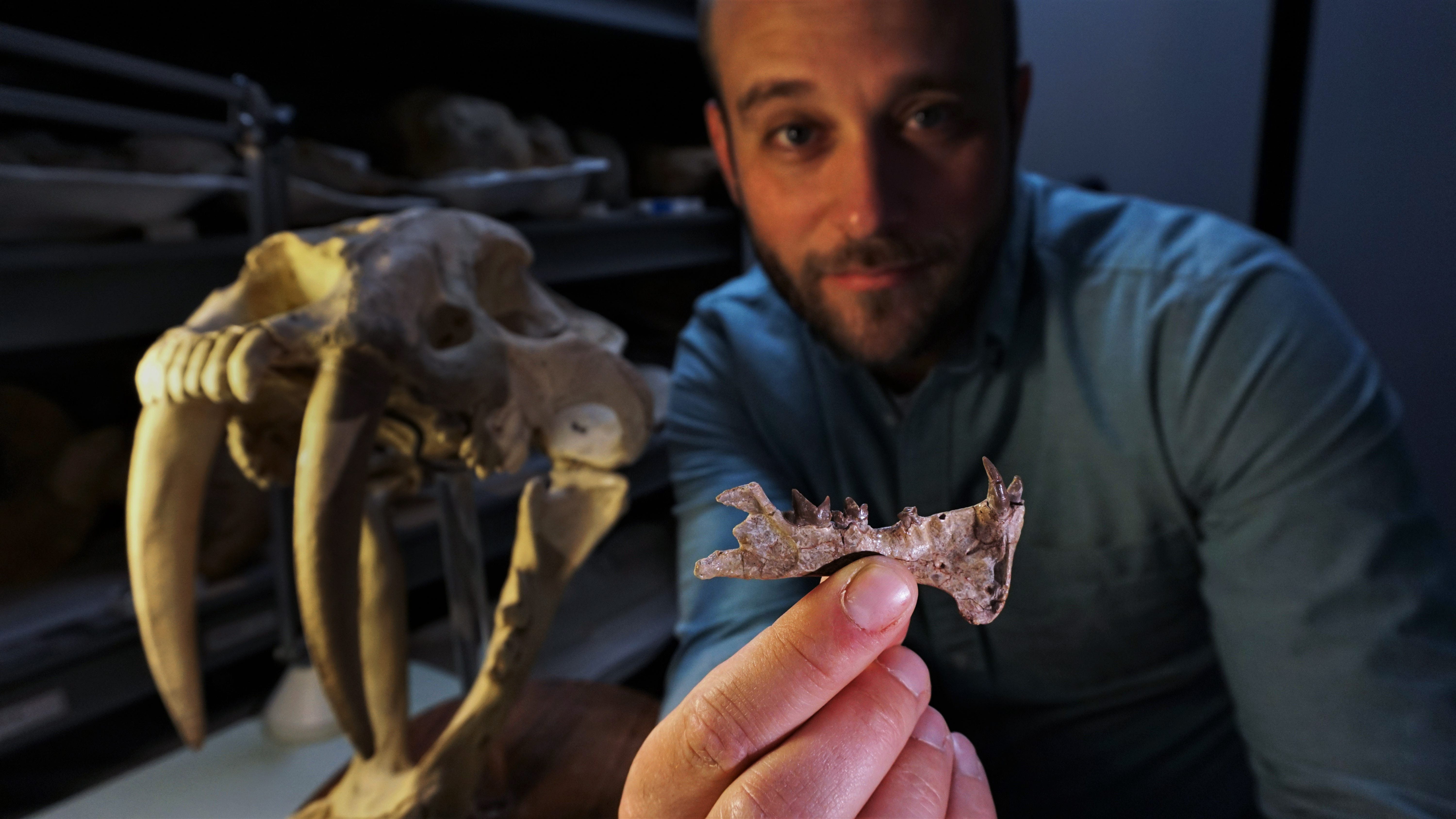 Saber-toothed 'hypercarnivore' once roamed a tropical California