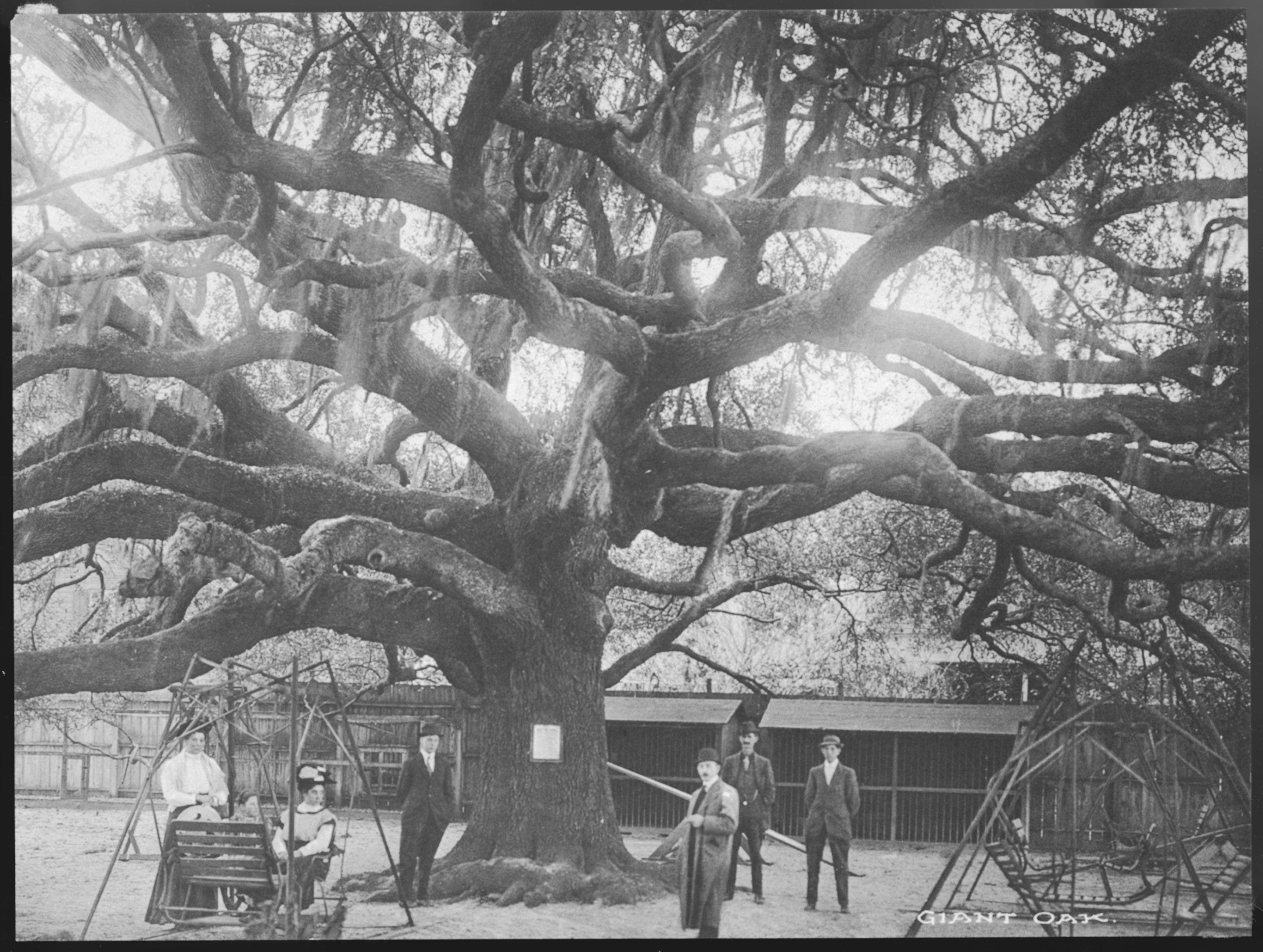 Jacksonville's famous Treaty Oak tree and park has plenty of history