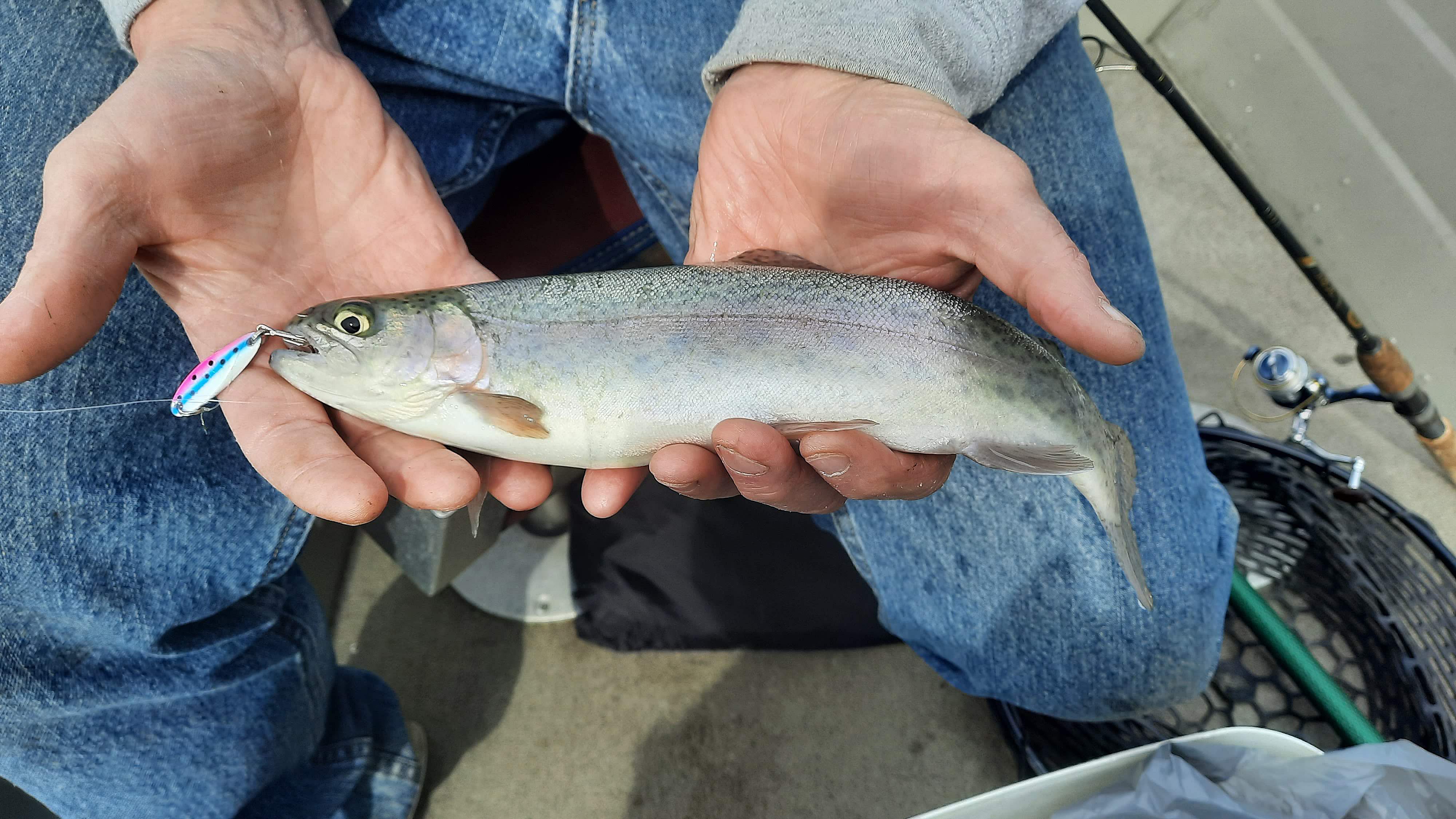 How to ID rainbow, brown, brook, golden rainbow and steelhead trout.