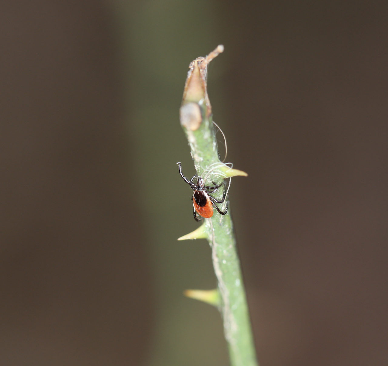 Tick season is here in New England in early spring; protect yourself