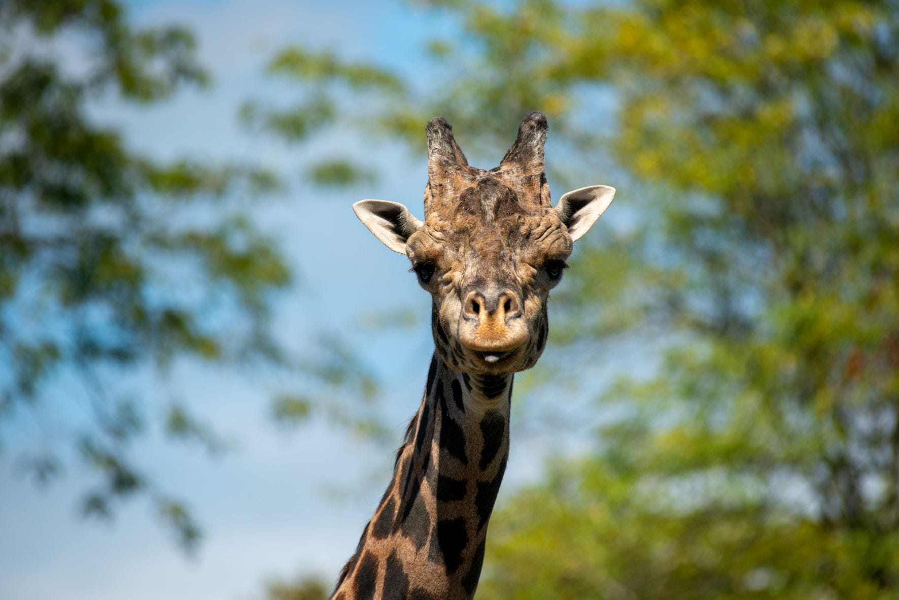 Check out some of the Pittsburgh Zoo & PPG Aquarium's 4,000 animals