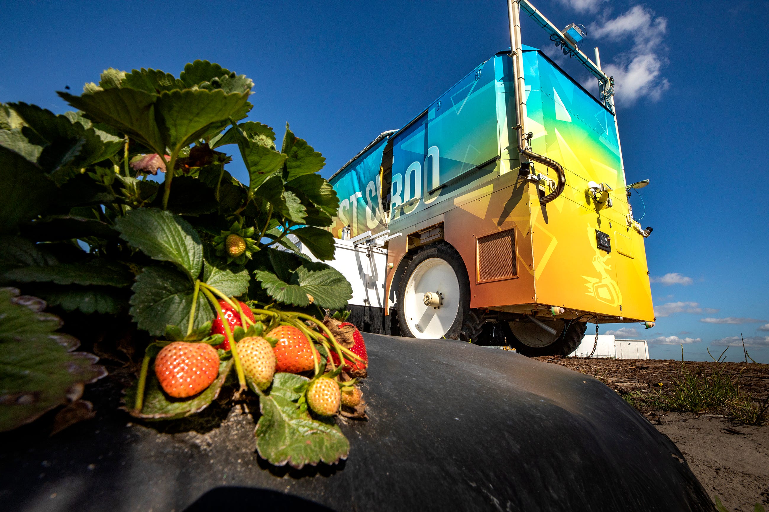 Strawberry harvest: Strawberry-harvesting robot just about ready for ...