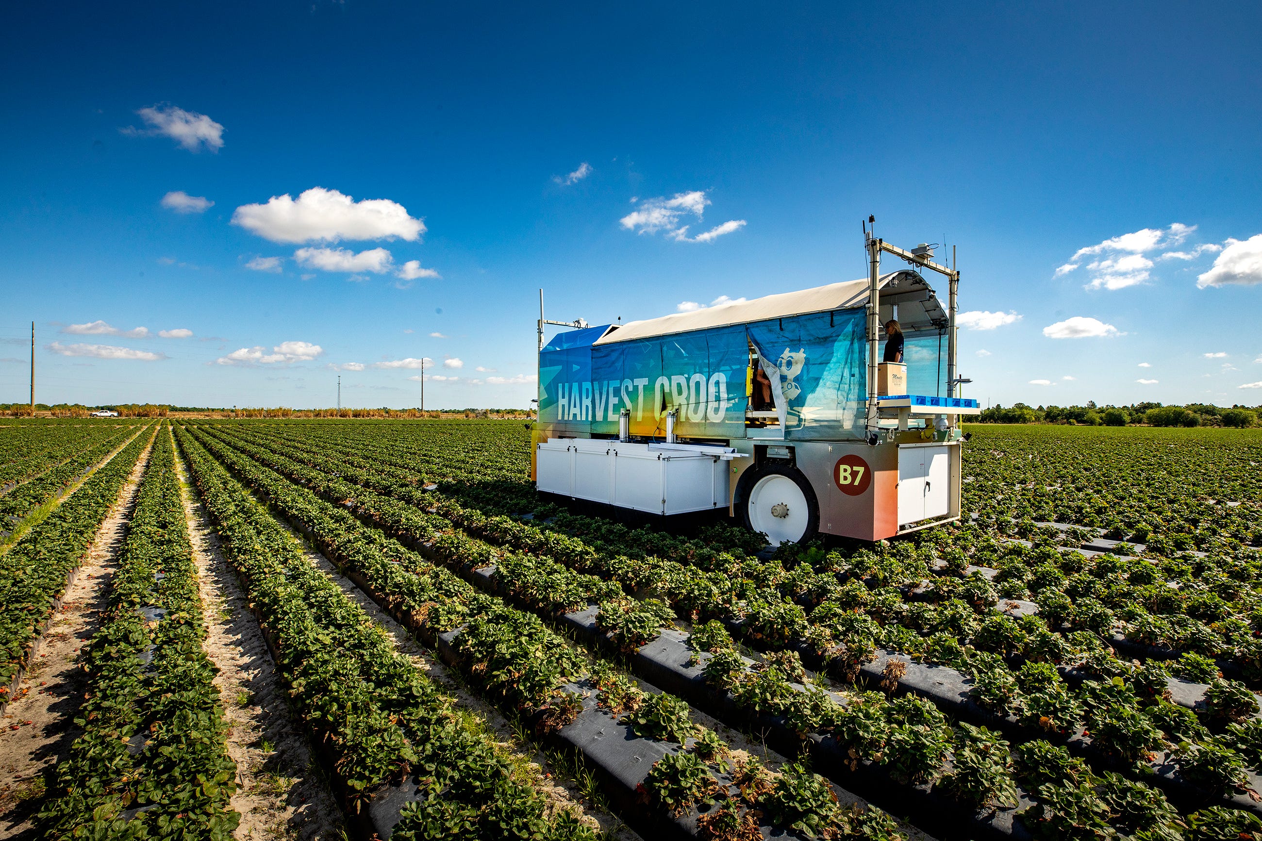 Strawberry harvest: Strawberry-harvesting robot just about ready for ...