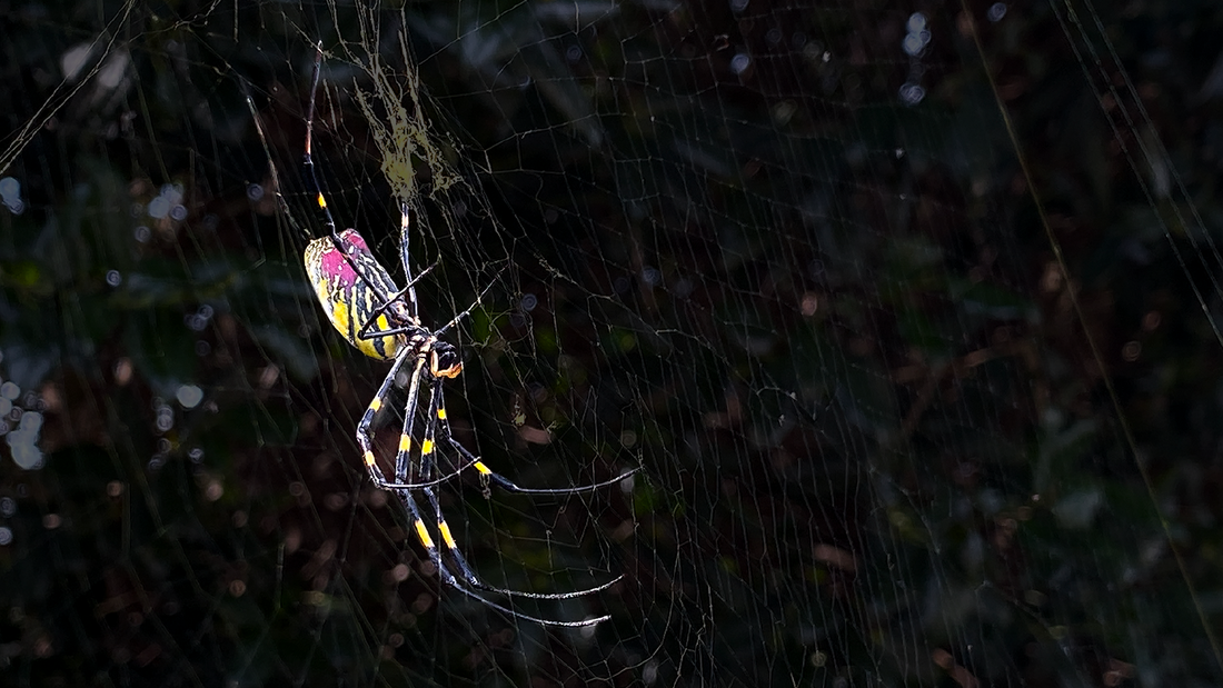 Joro spiders to invade East Coast: Here's what you need to know