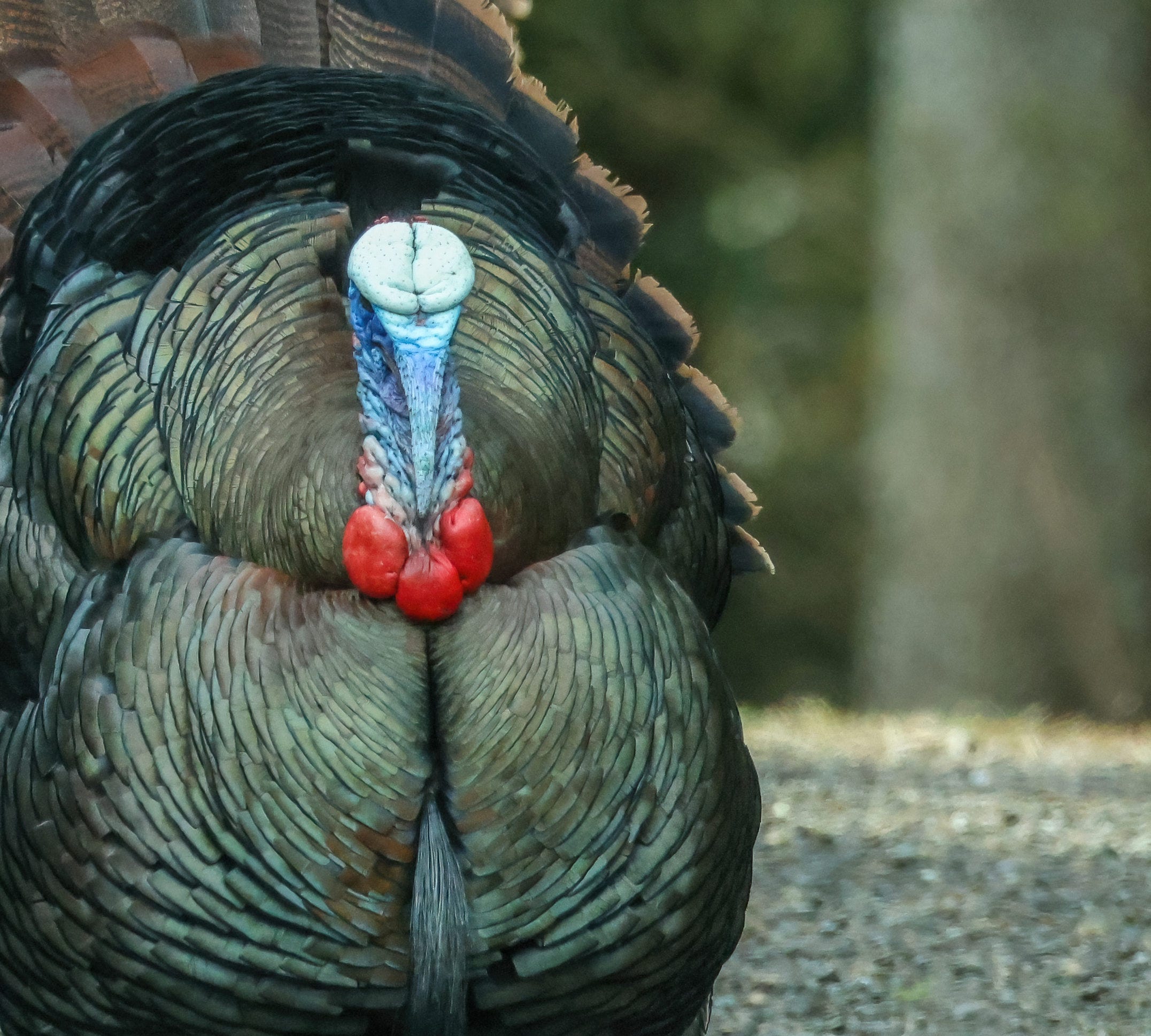 Turkey mating season is in full swing on the Seacoast NH