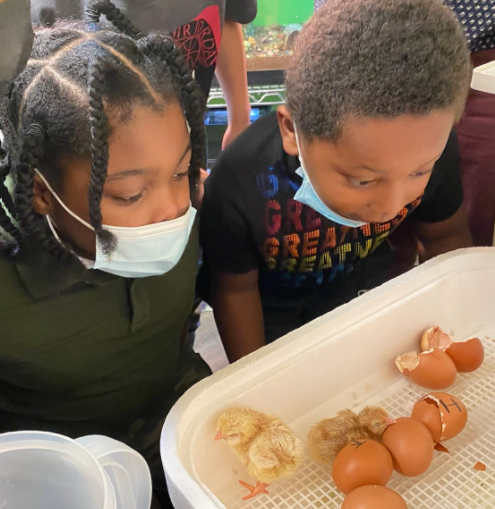 Students see chickens hatch from eggs at urban Topeka magnet school