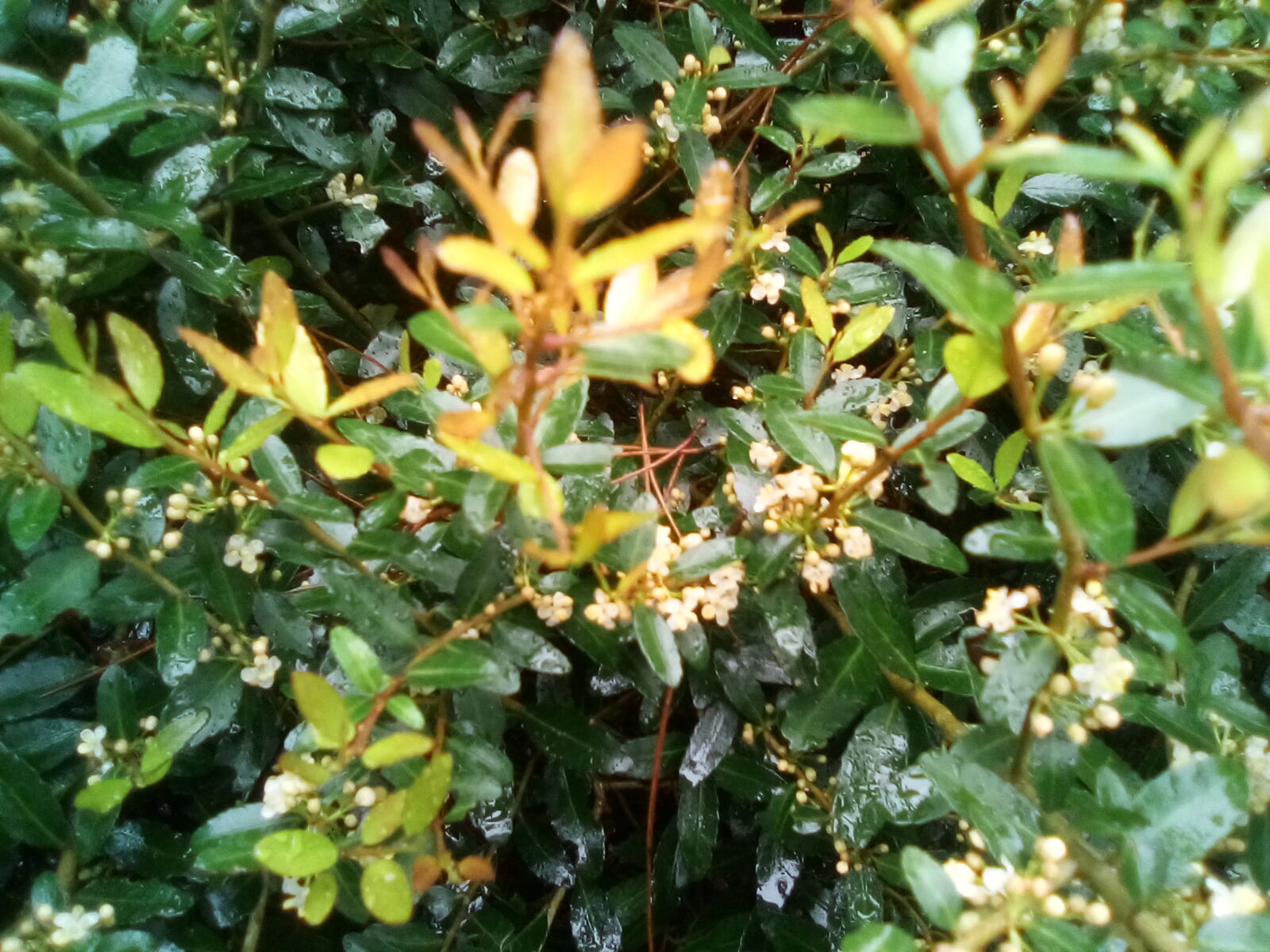 Native yaupon holly shrubs and trees thrive in Florida yards all year