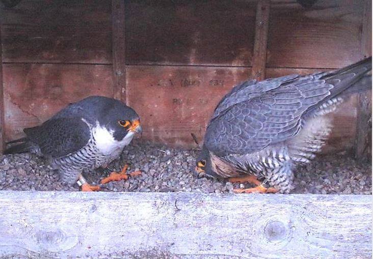 Peregrine falcon Beauty dies in Rochester NY