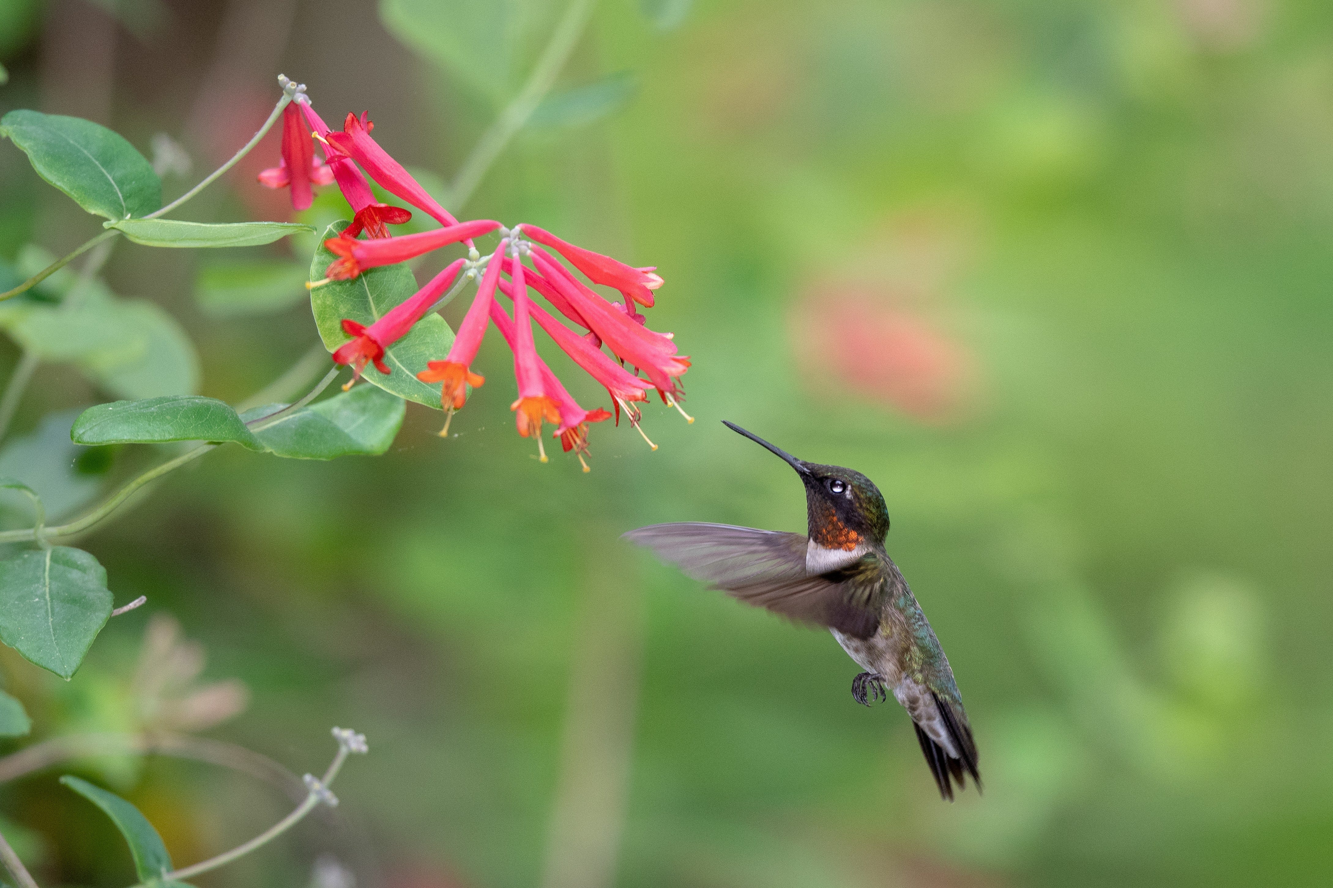 Hungry hummingbirds completing their long journey to Ohio this week