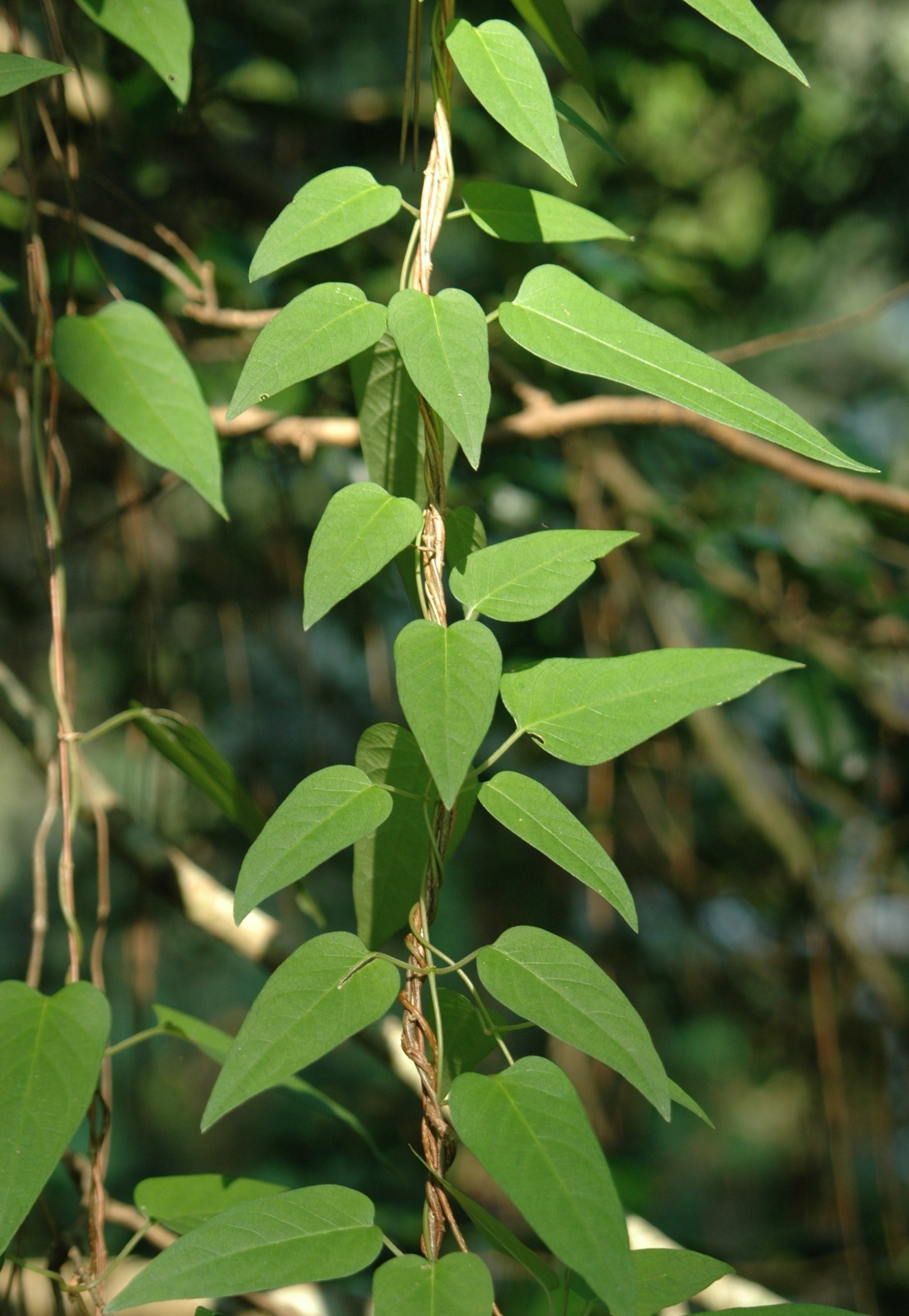 Here's how to seek and destroy invasive skunk vine