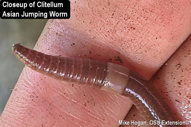 Asian jumping worms: How to identify these destructive, invasive pests