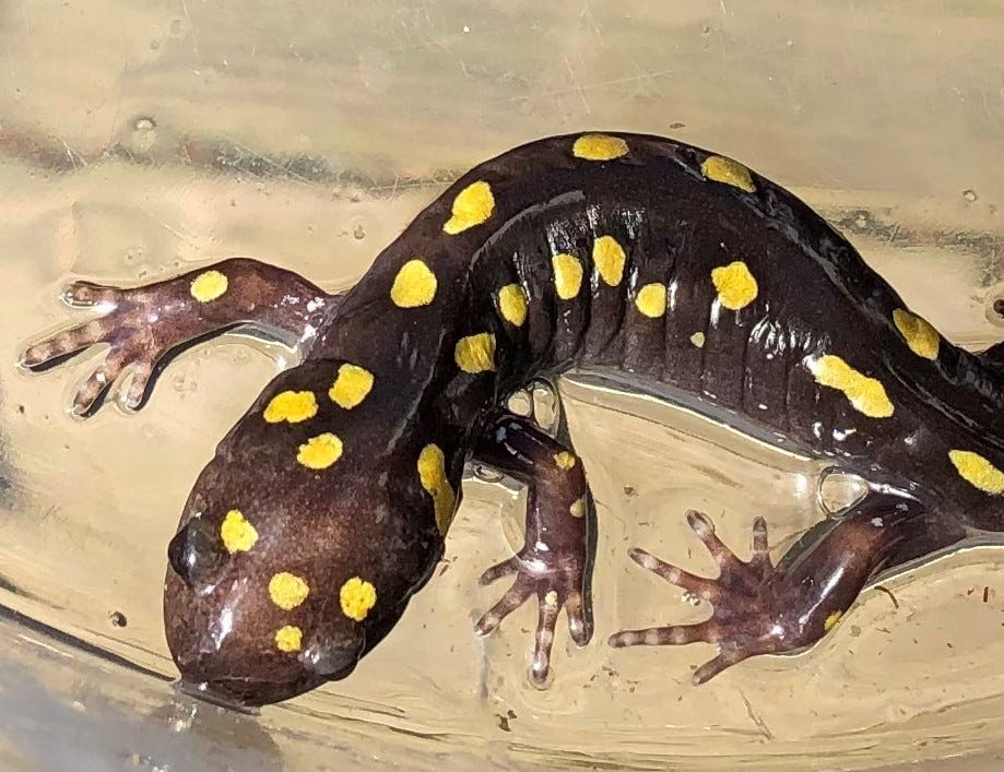 Despite wetlands regulations, vernal pool animals may still be in danger