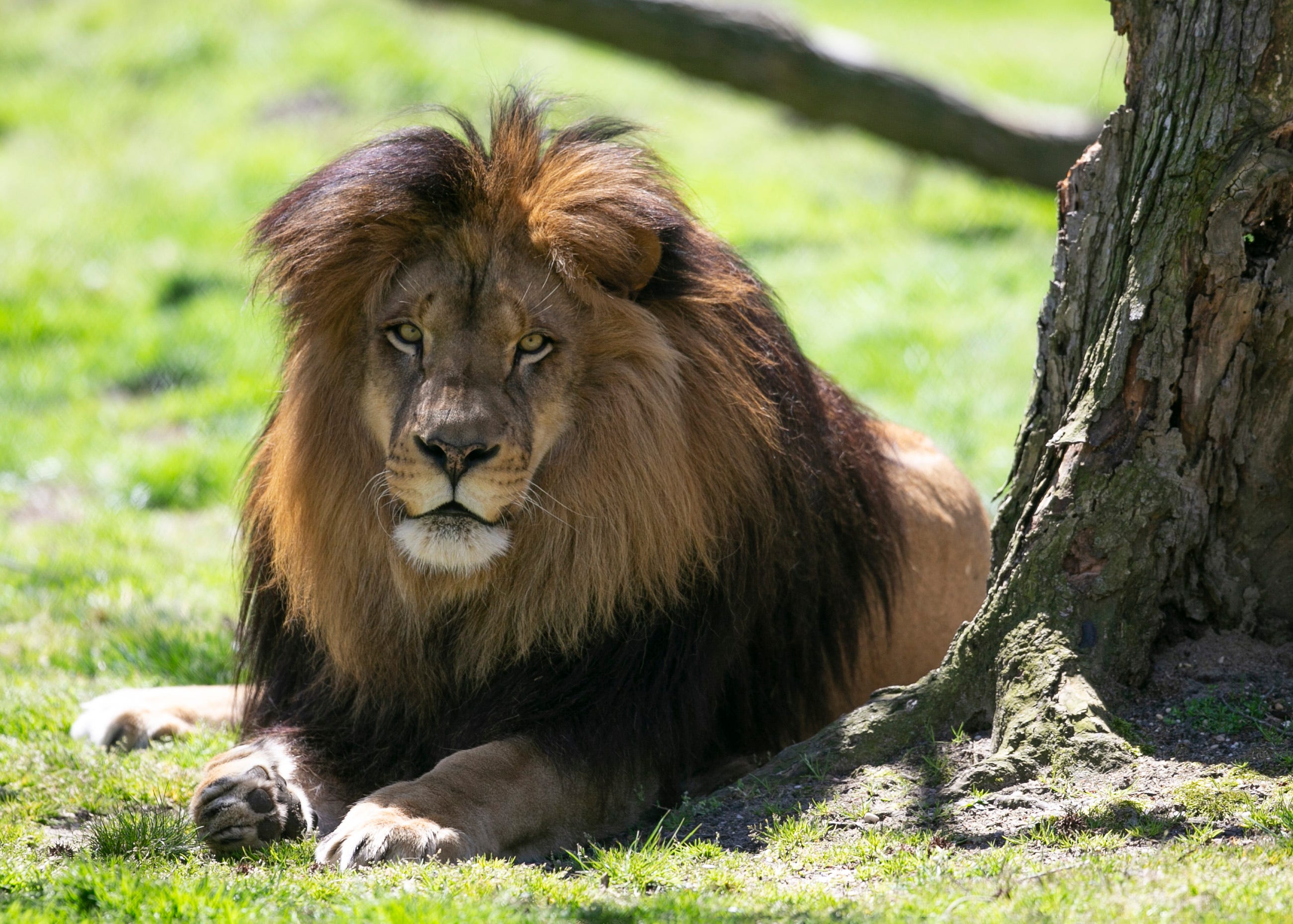 6 best zoos in New Jersey to visit in 2022: Tickets, hours, animals