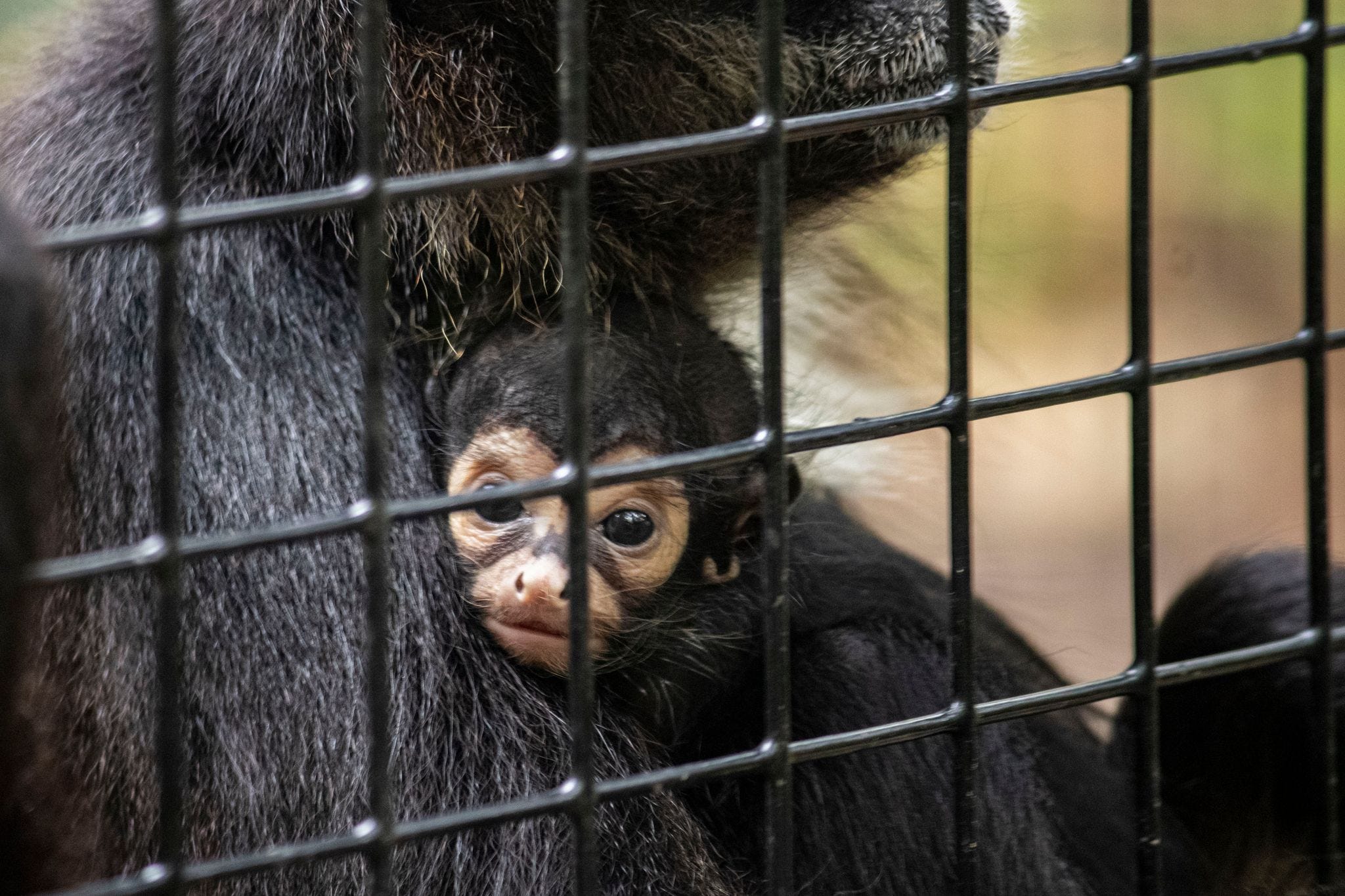 Brevard Zoo welcomes new baby black-handed spider monkey