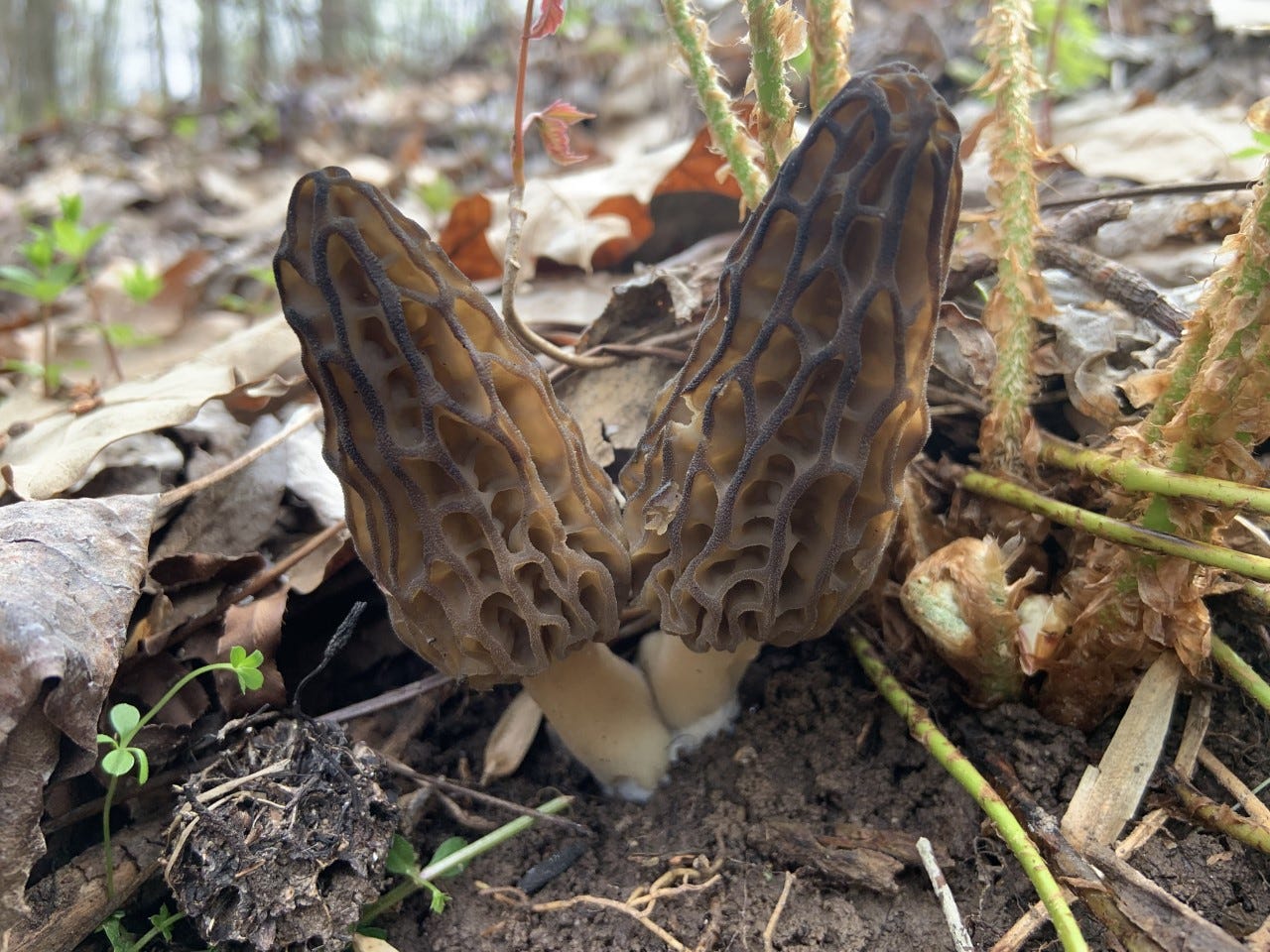 Where can I find morel mushrooms near Evansville, Indiana?