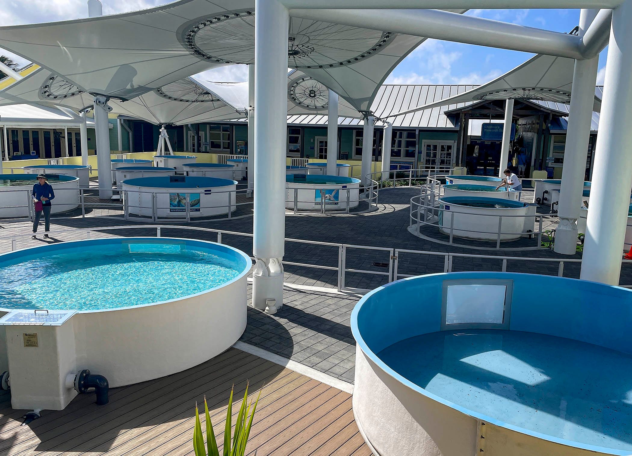 Loggerhead Marine Life Center hires new vet to take care of sea turtles