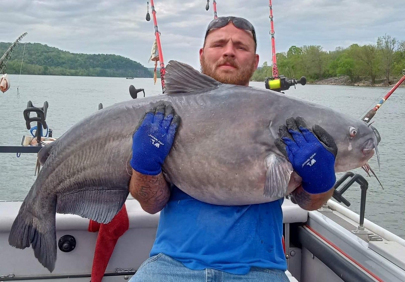 Fisherman Mike Graham lands near-record catfish in the Tennessee River