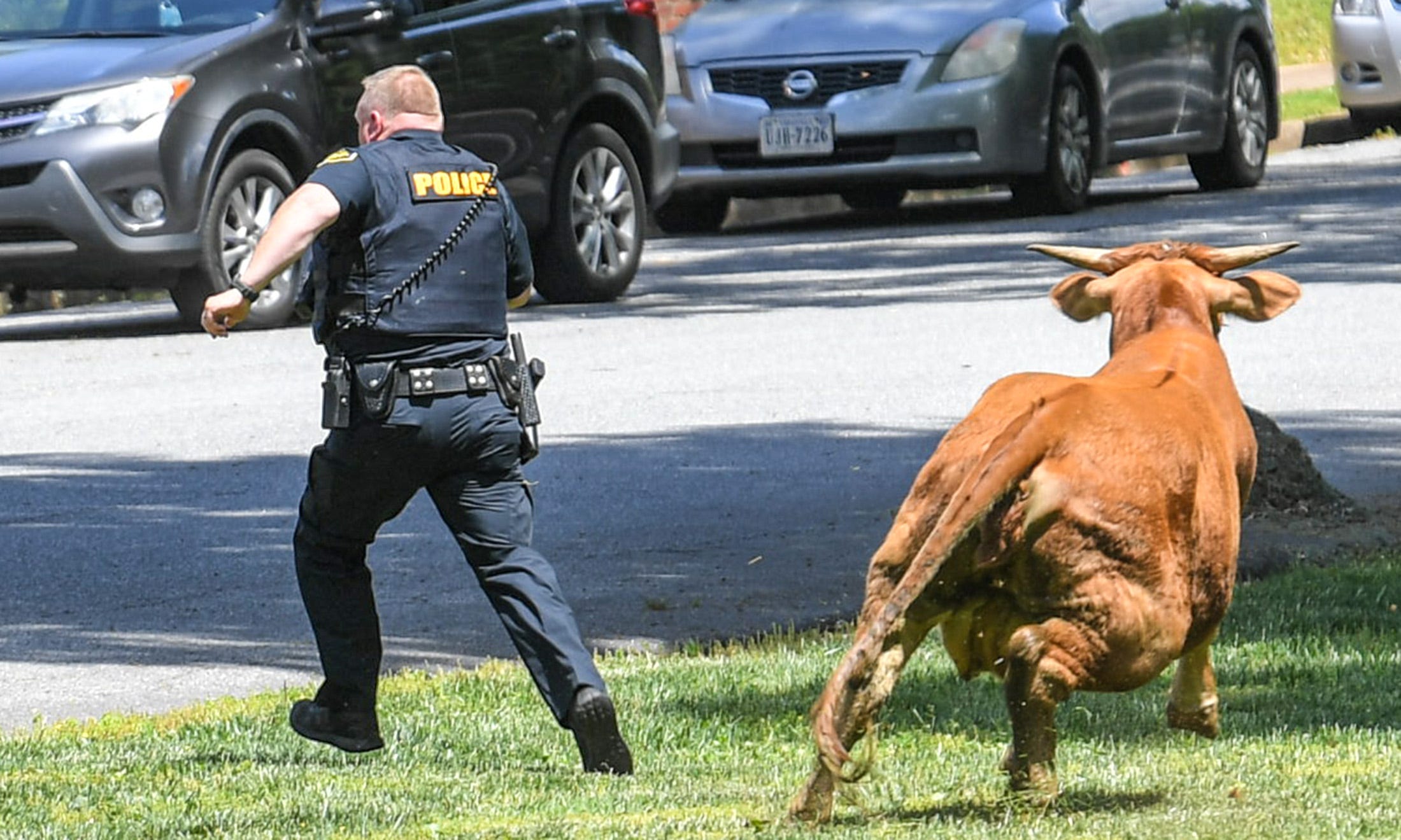 Cow on the loose! Escaped cow corralled near downtown Anderson