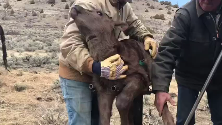 Wolves may have killed cattle near Meeker, Colorado: CPW investigates