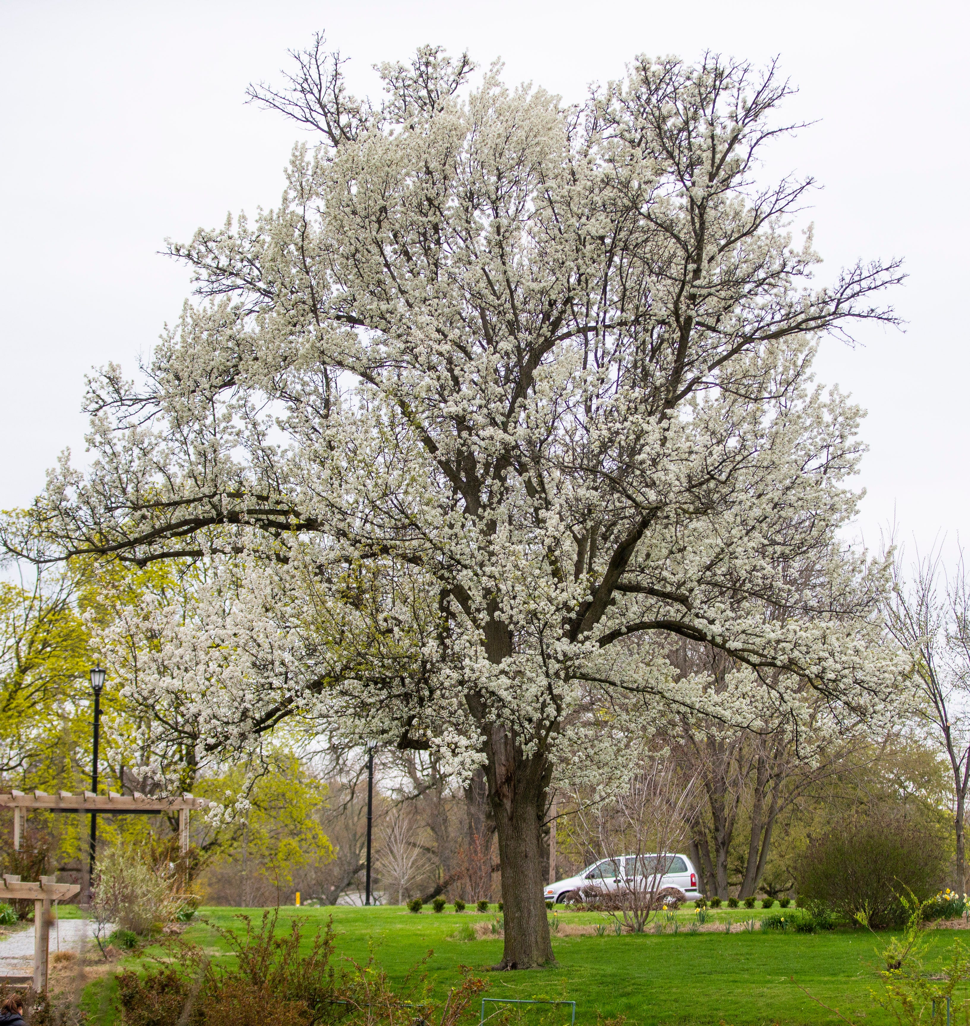 Callery pear trees and Bradford pear stink South Bend invasive species