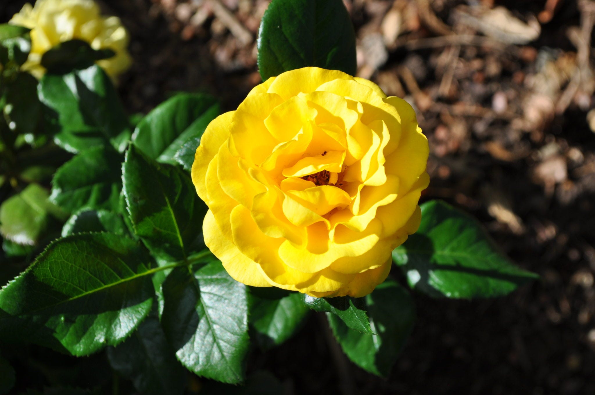 The 8 best perennials for your Colorado garden, per CSU researchers