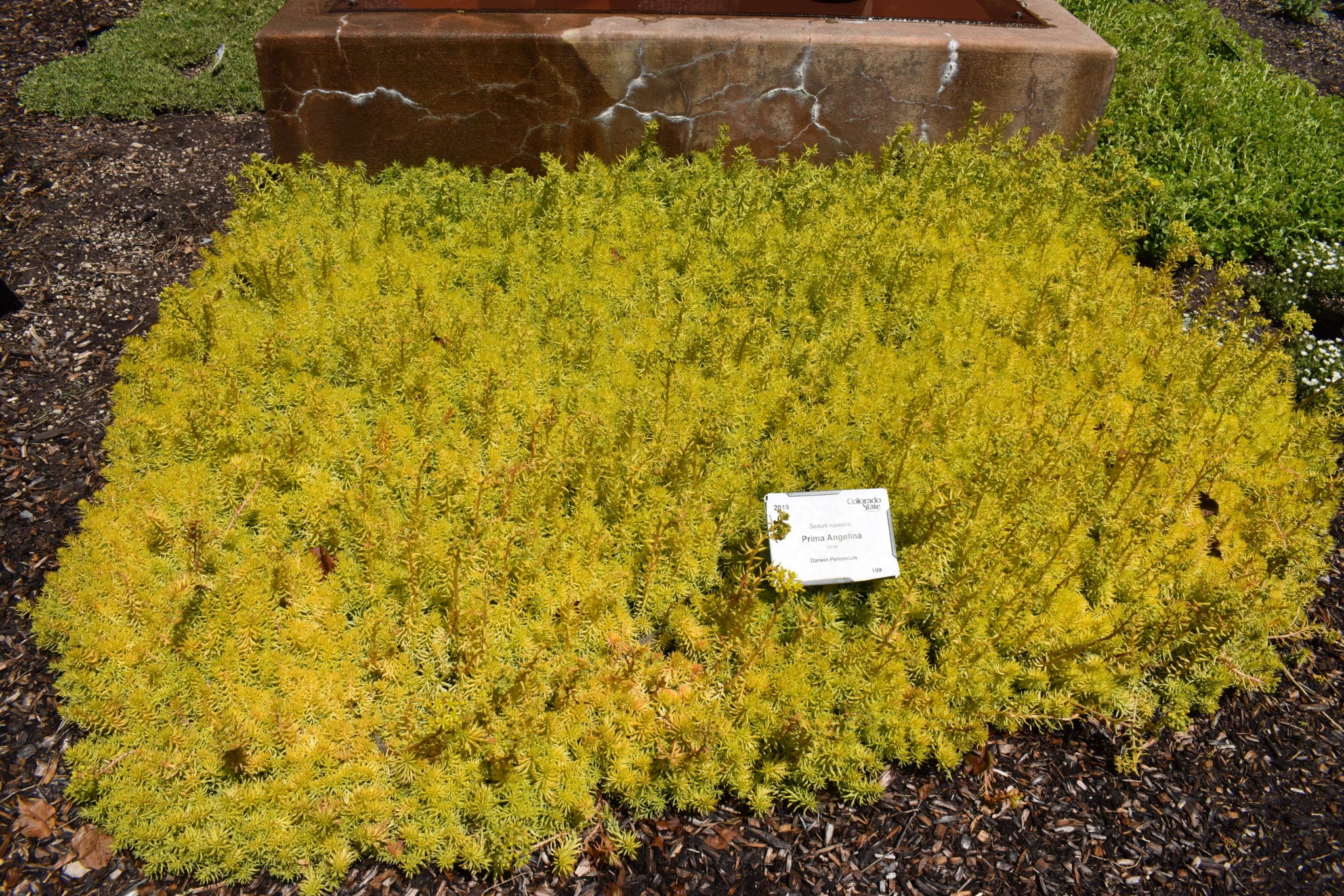 The 8 best perennials for your Colorado garden, per CSU researchers