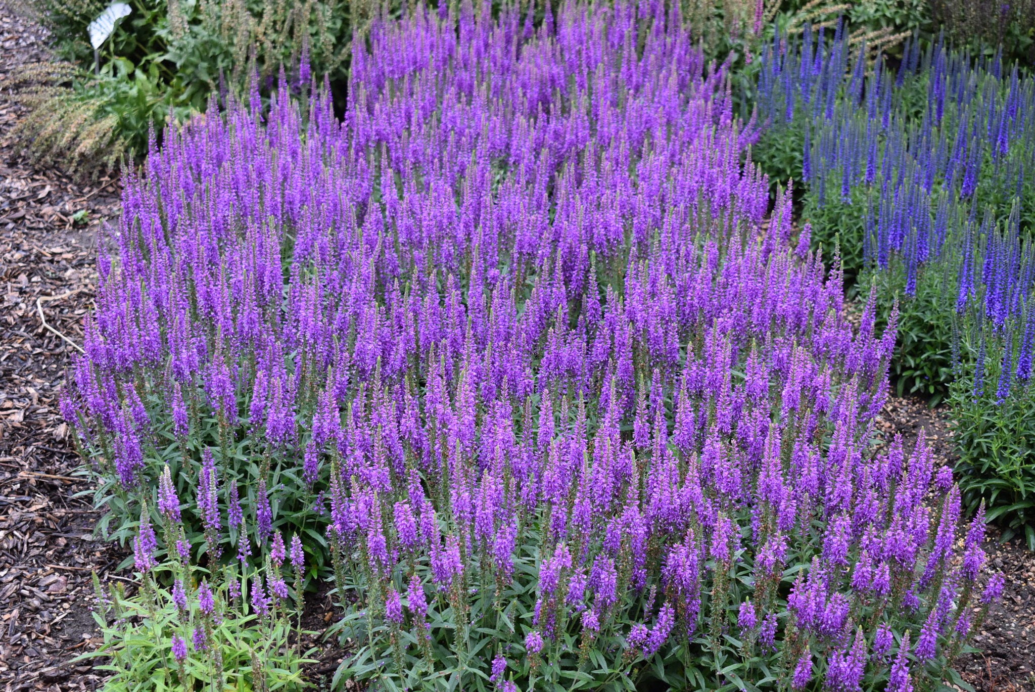 The 8 best perennials for your Colorado garden, per CSU researchers