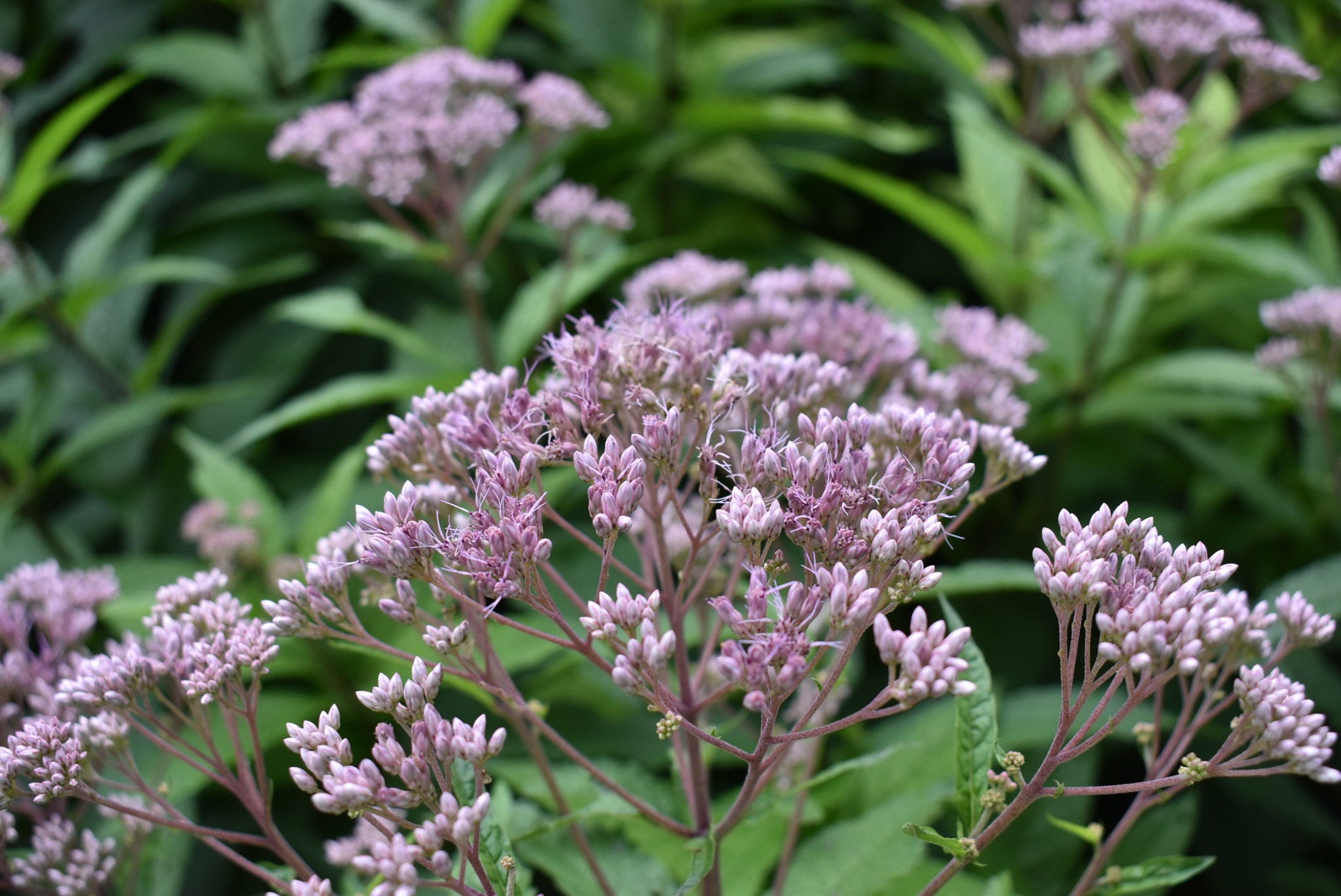 The 8 best perennials for your Colorado garden, per CSU researchers