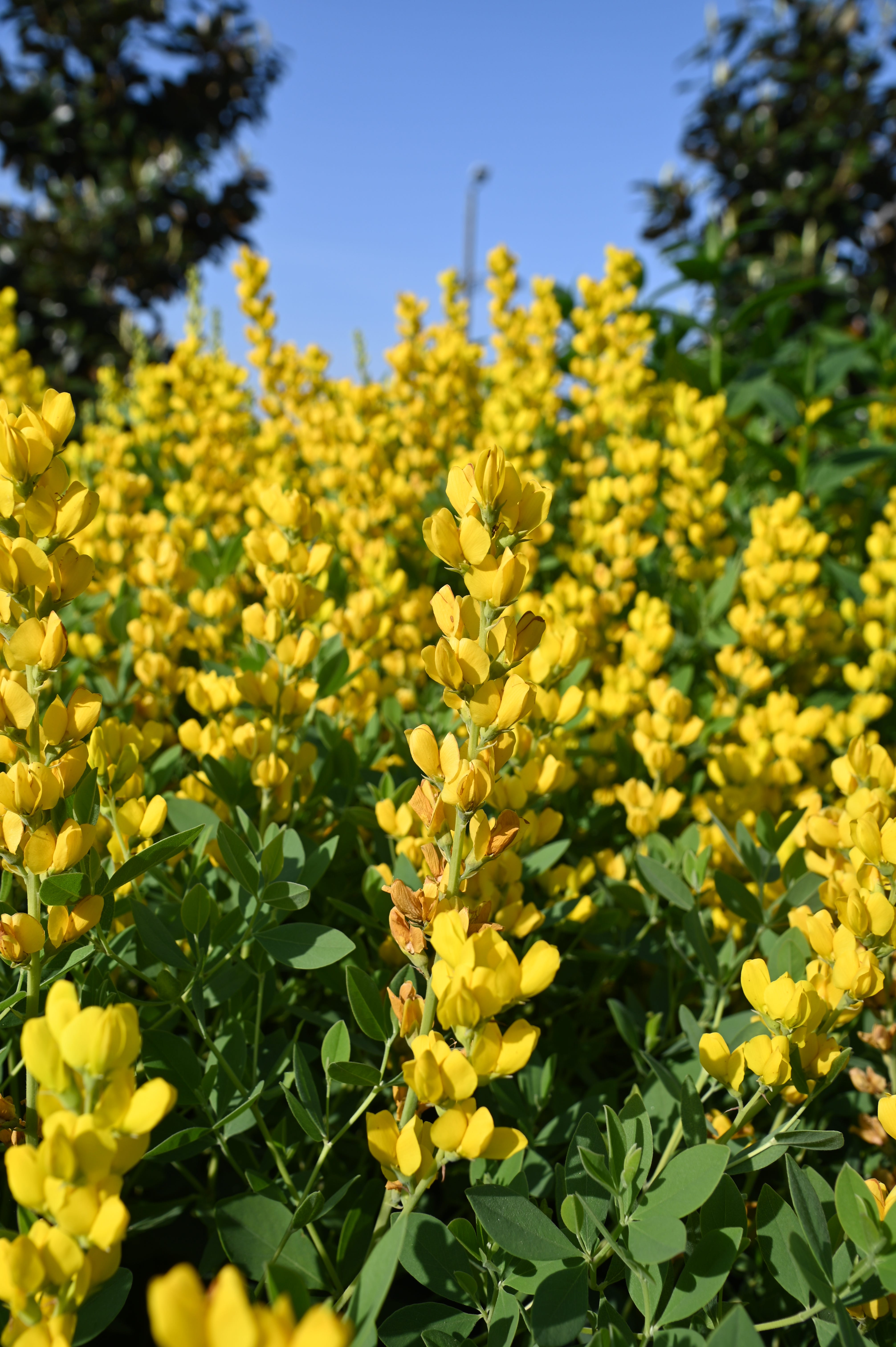 Yellow Baptisia Australis