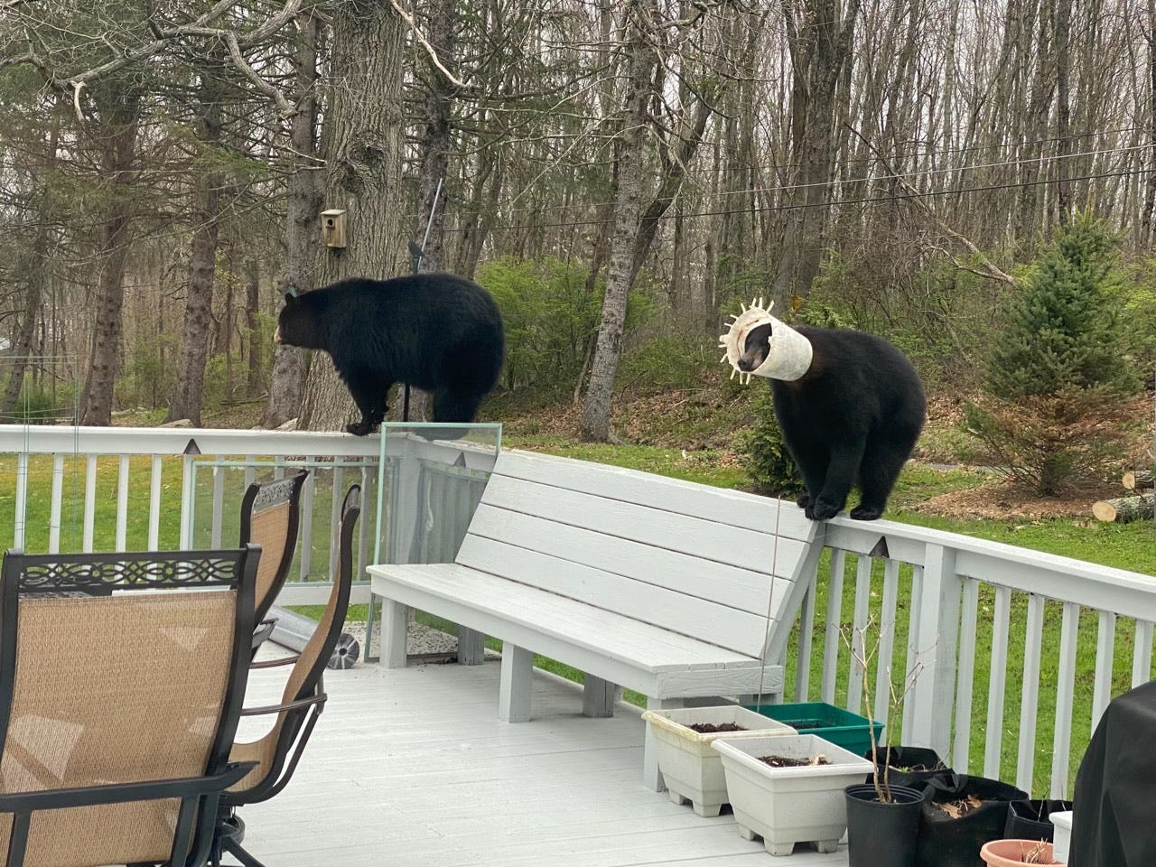 Sussex County bear with head stuck in chicken feeder helped, released
