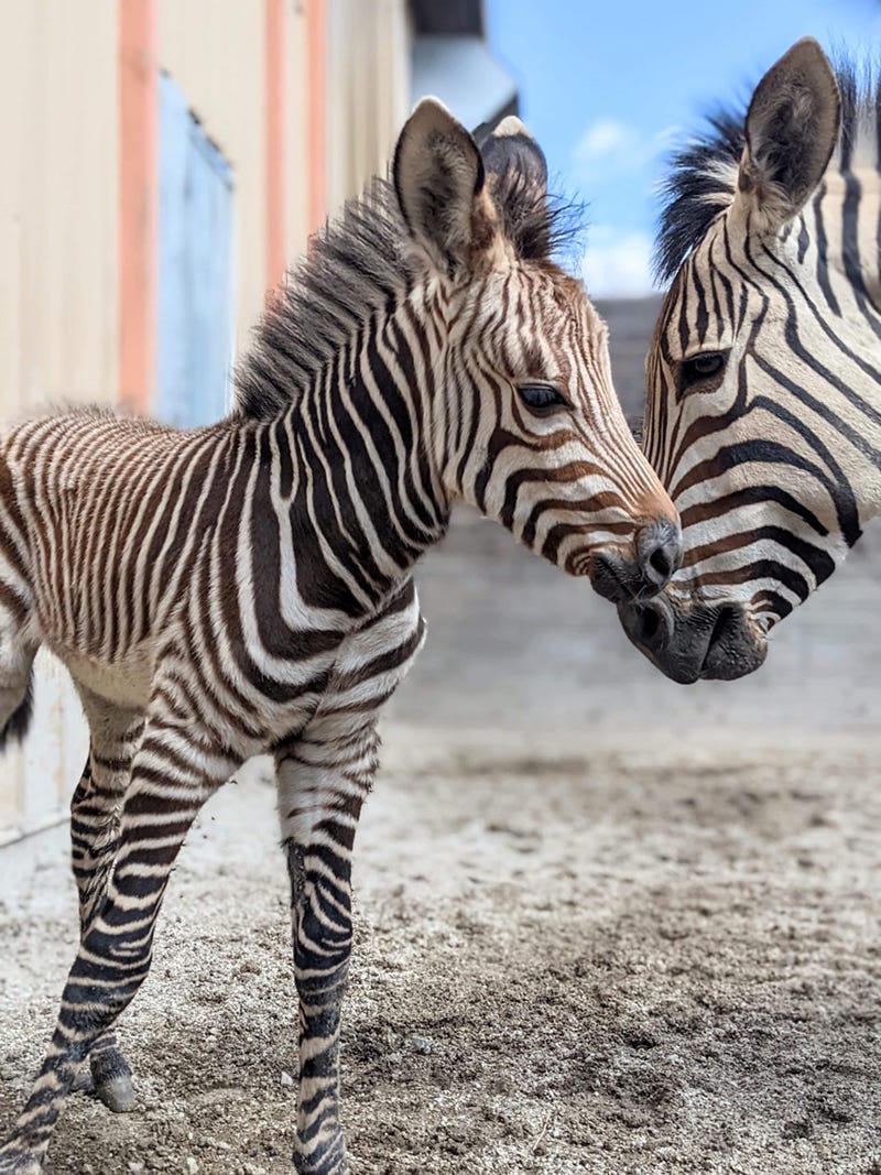 Baby Zebra Animal
