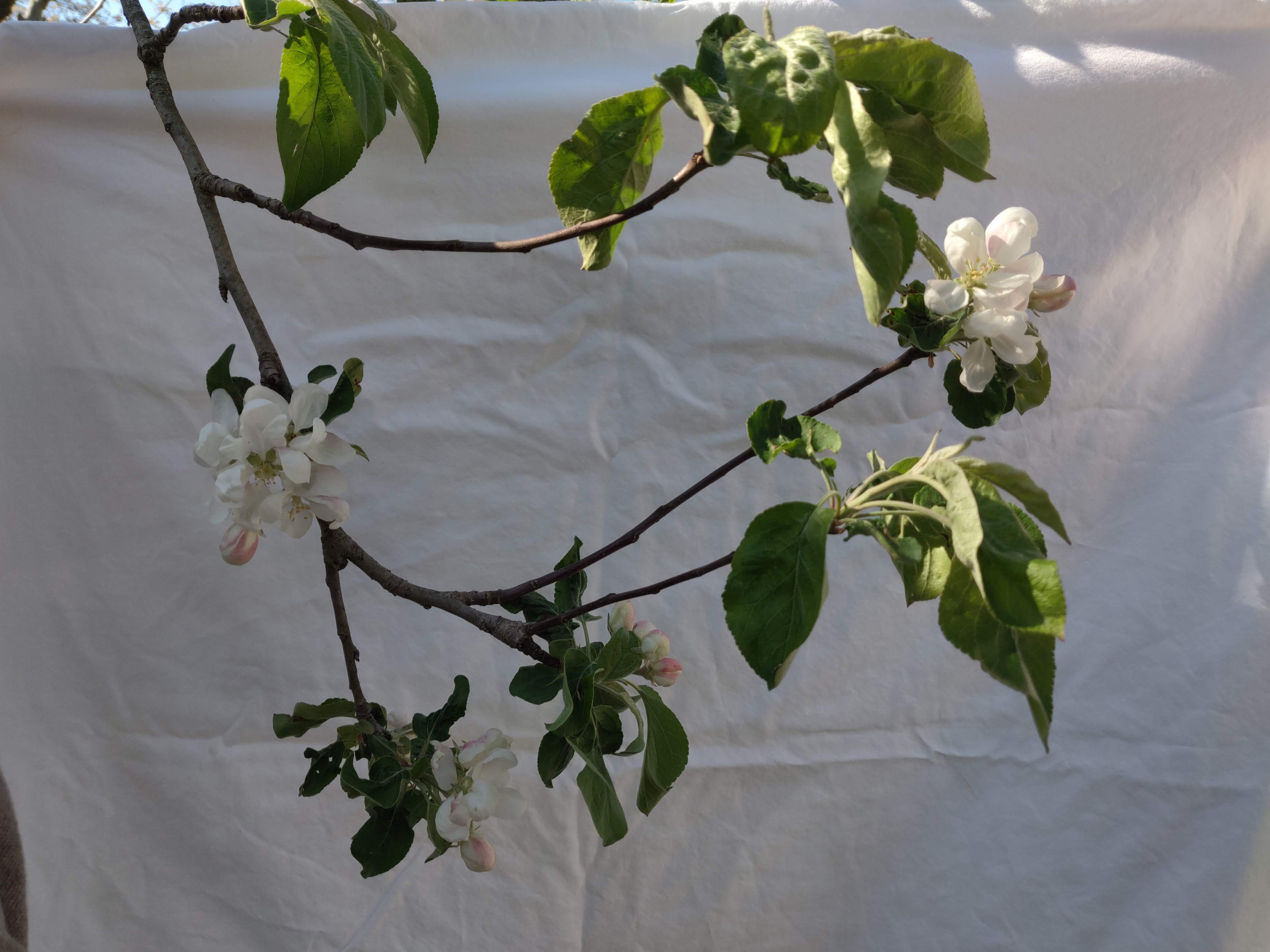 How to tell if your apple tree is spur bearing or tip bearing