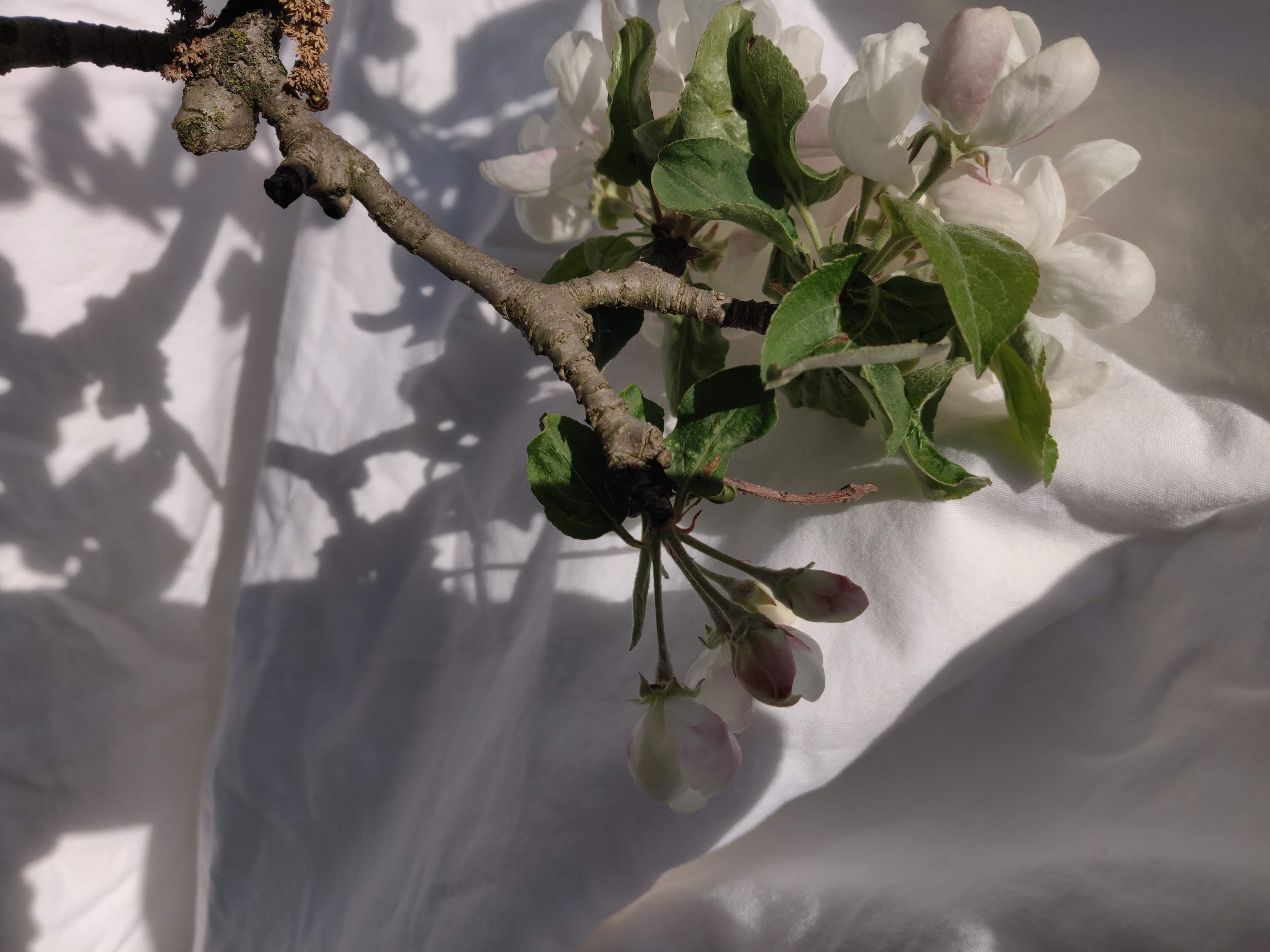 Bob's Garden Journal | Unearth the secrets of your garden