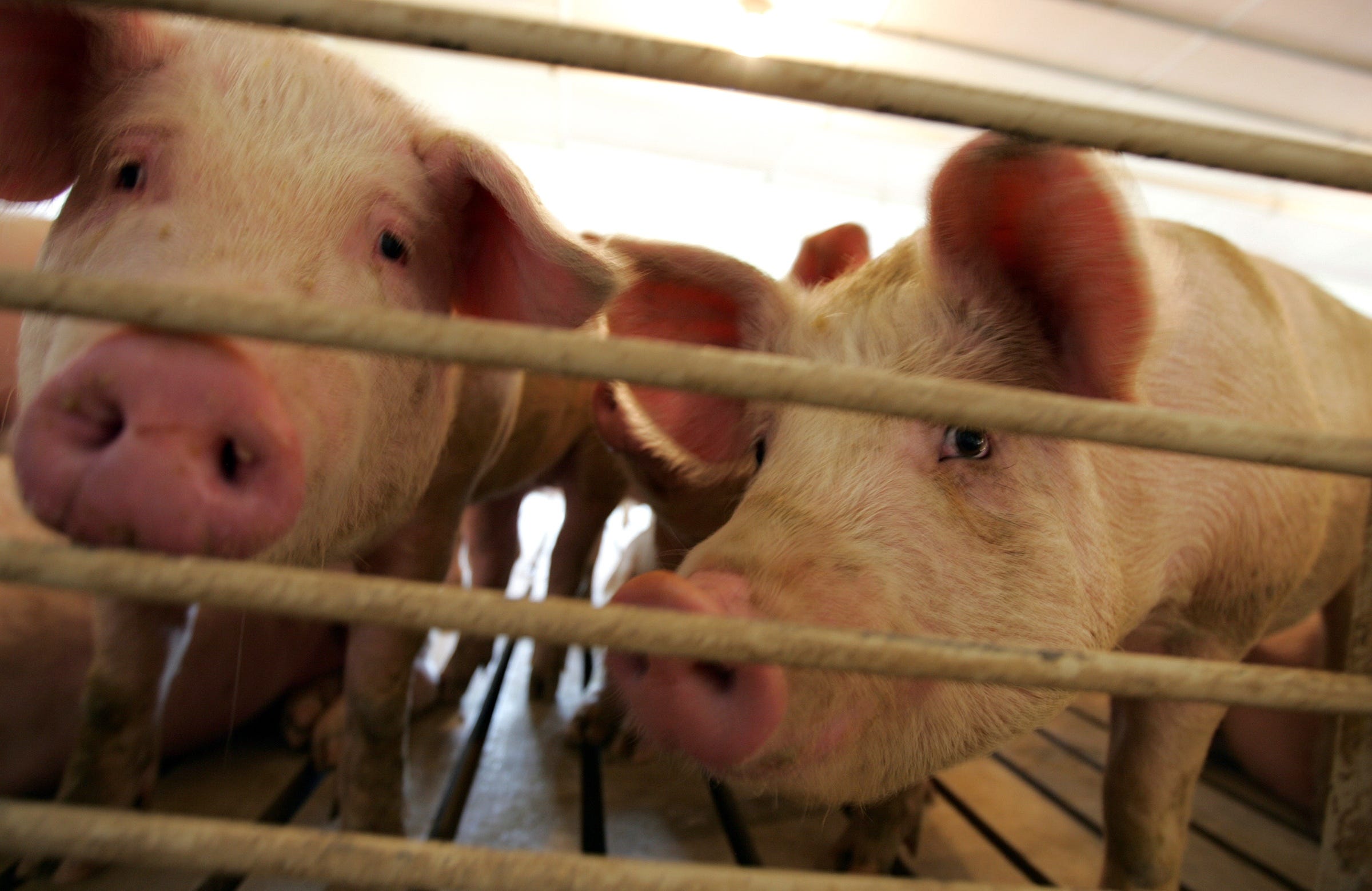 Supreme Court case about pig pens may sway looming abortion battle