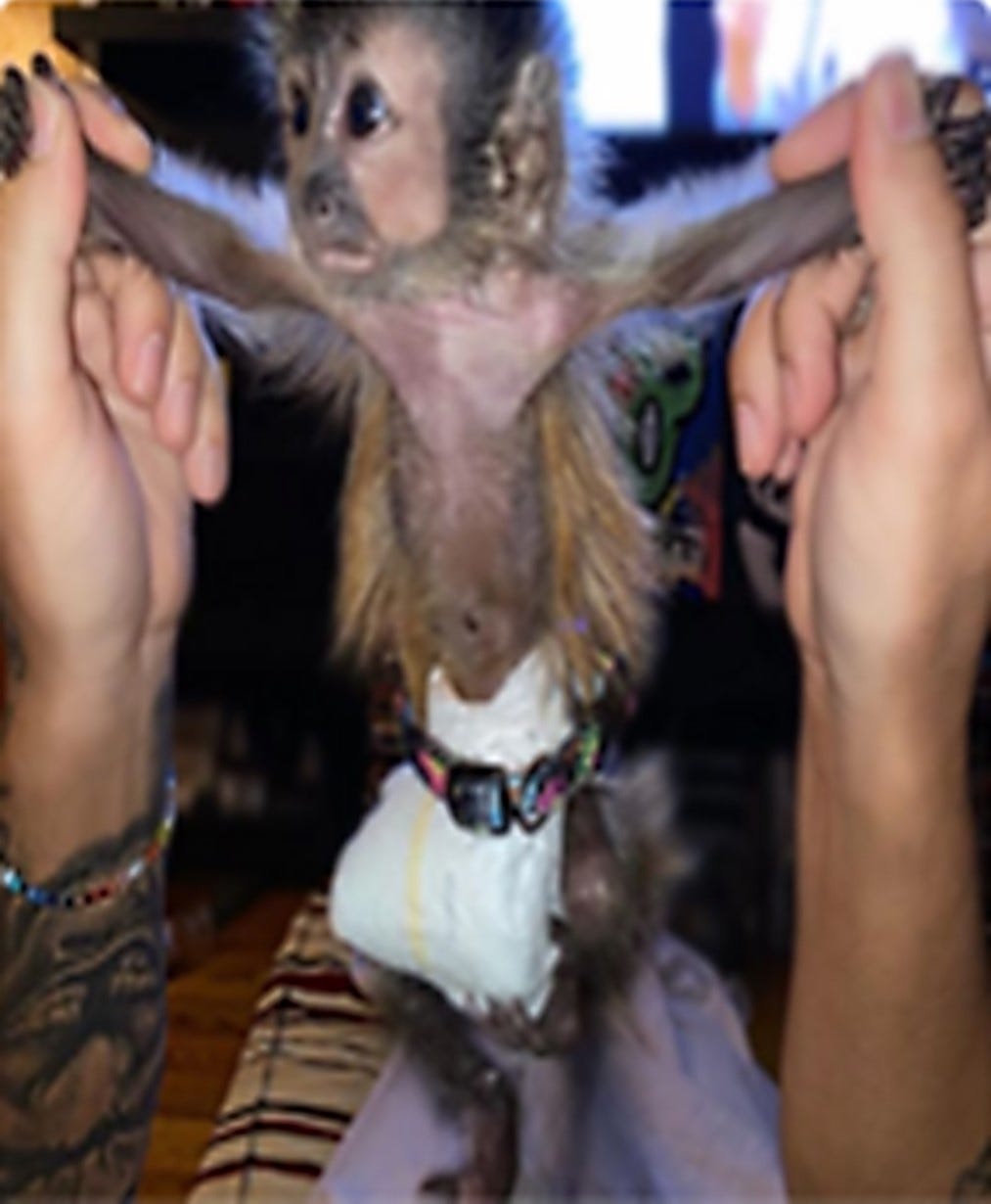 Monkey, given drugs, 'doing amazing' at sanctuary. Former owner sentenced