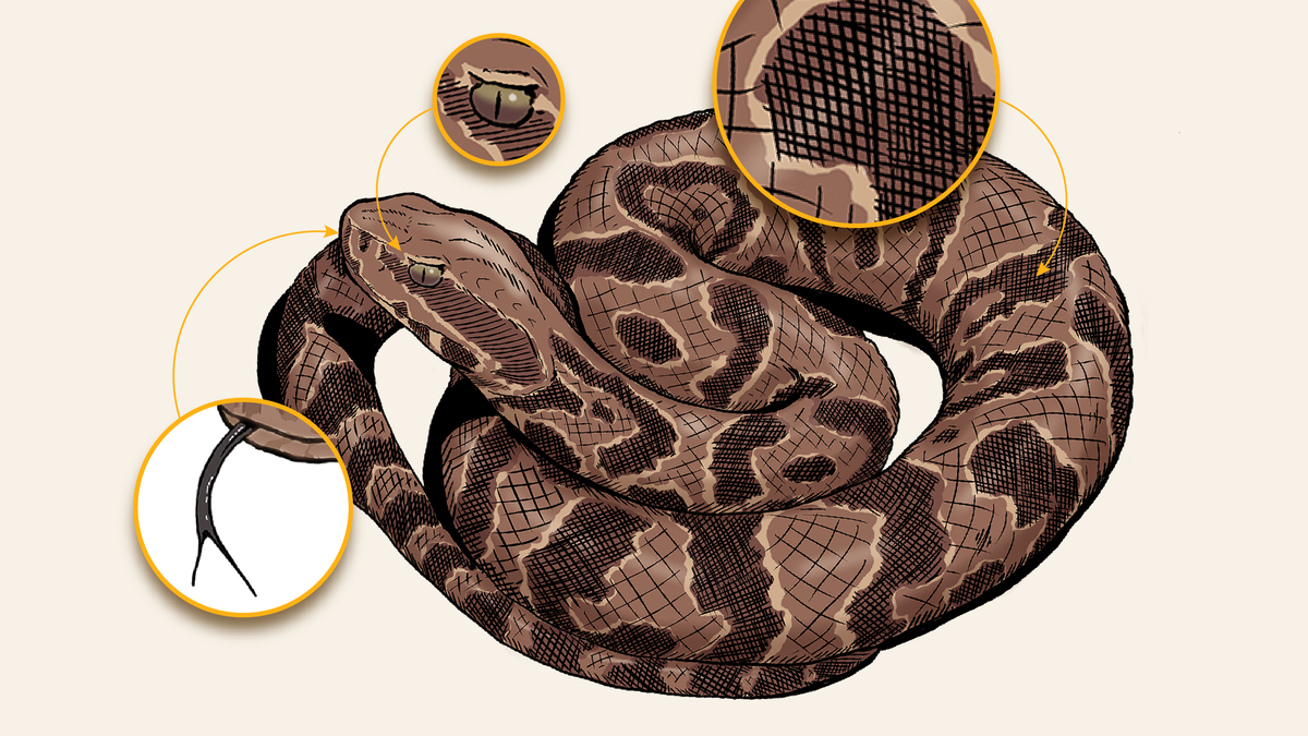Snakes: A visual guide to help identify the species in your region