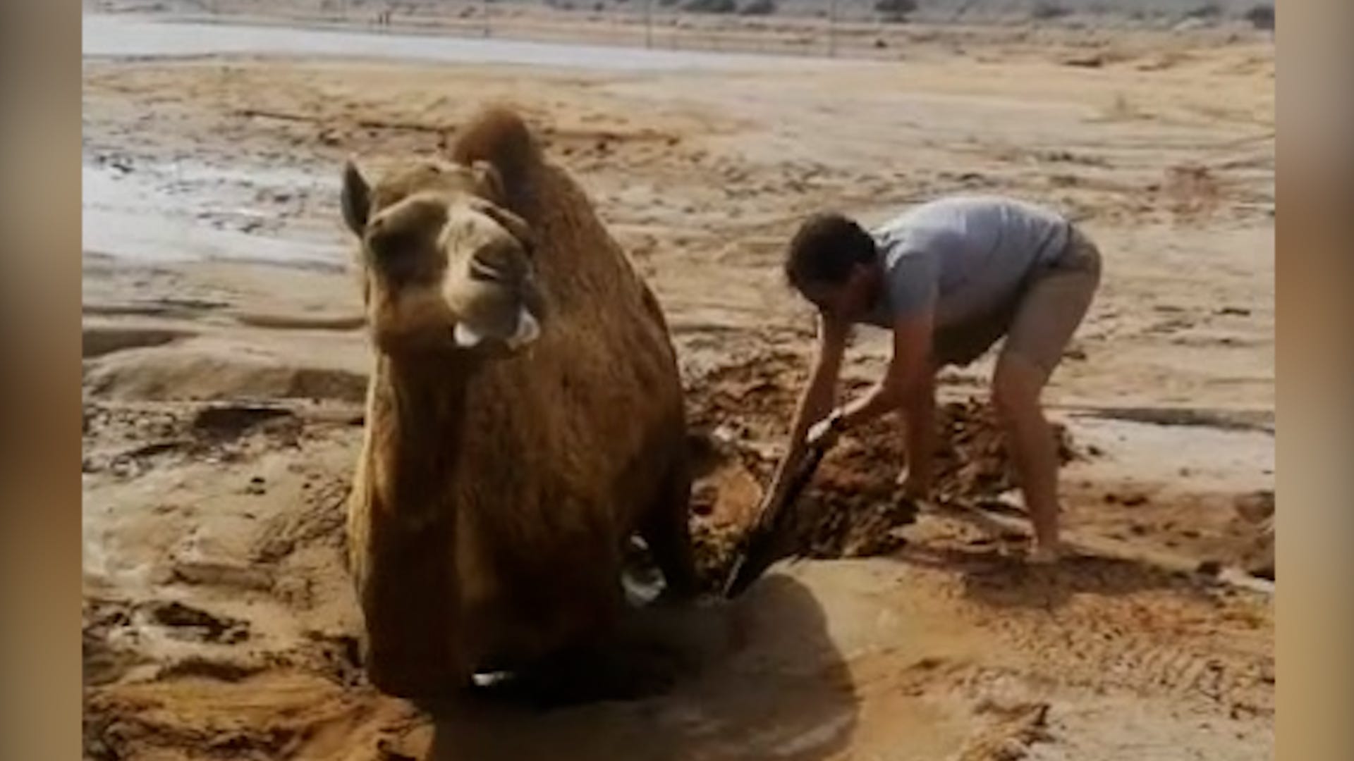 Camel rescue is proof that by working together anything is possible