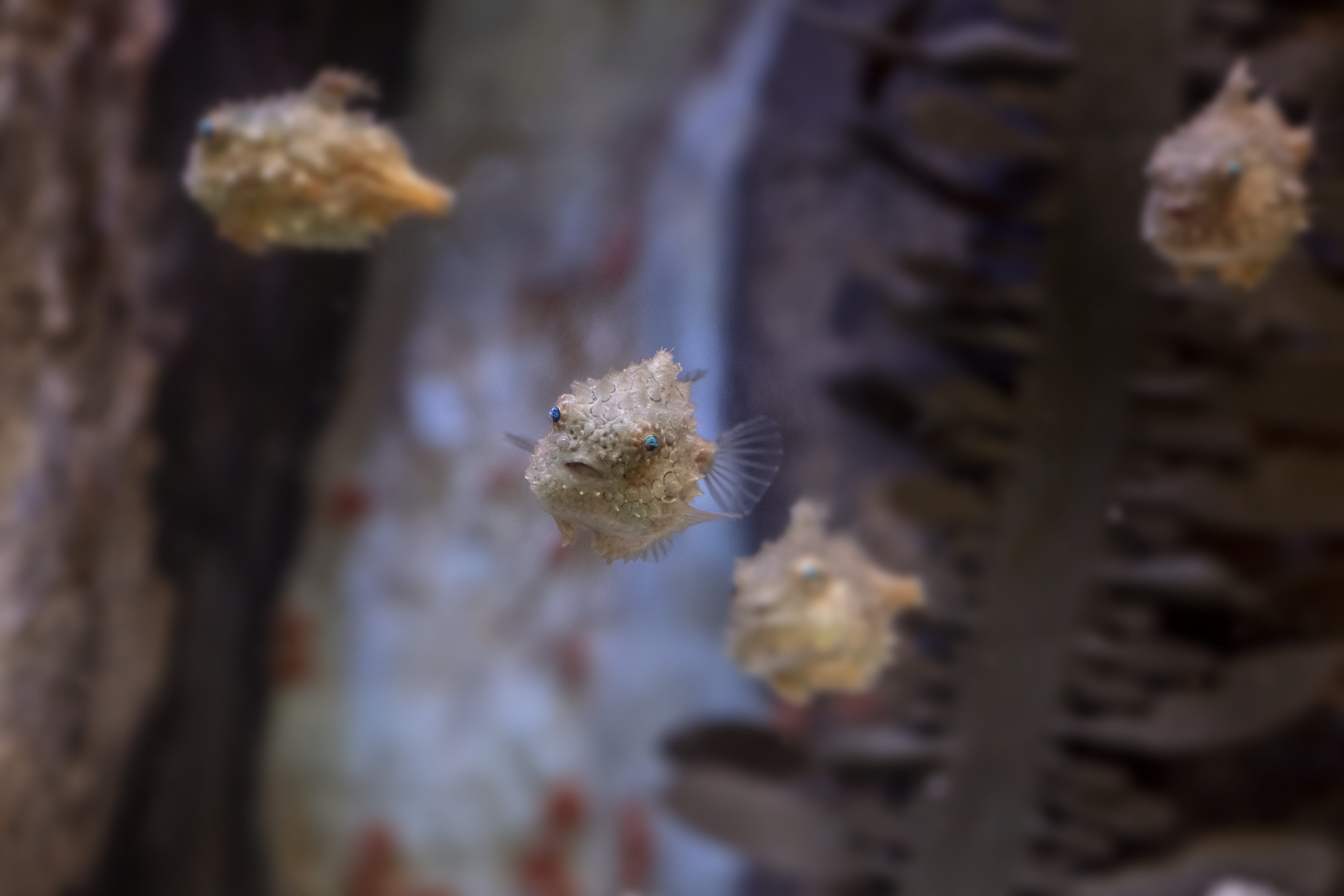 Do fish sleep? Here's how long and how to tell when they're resting.