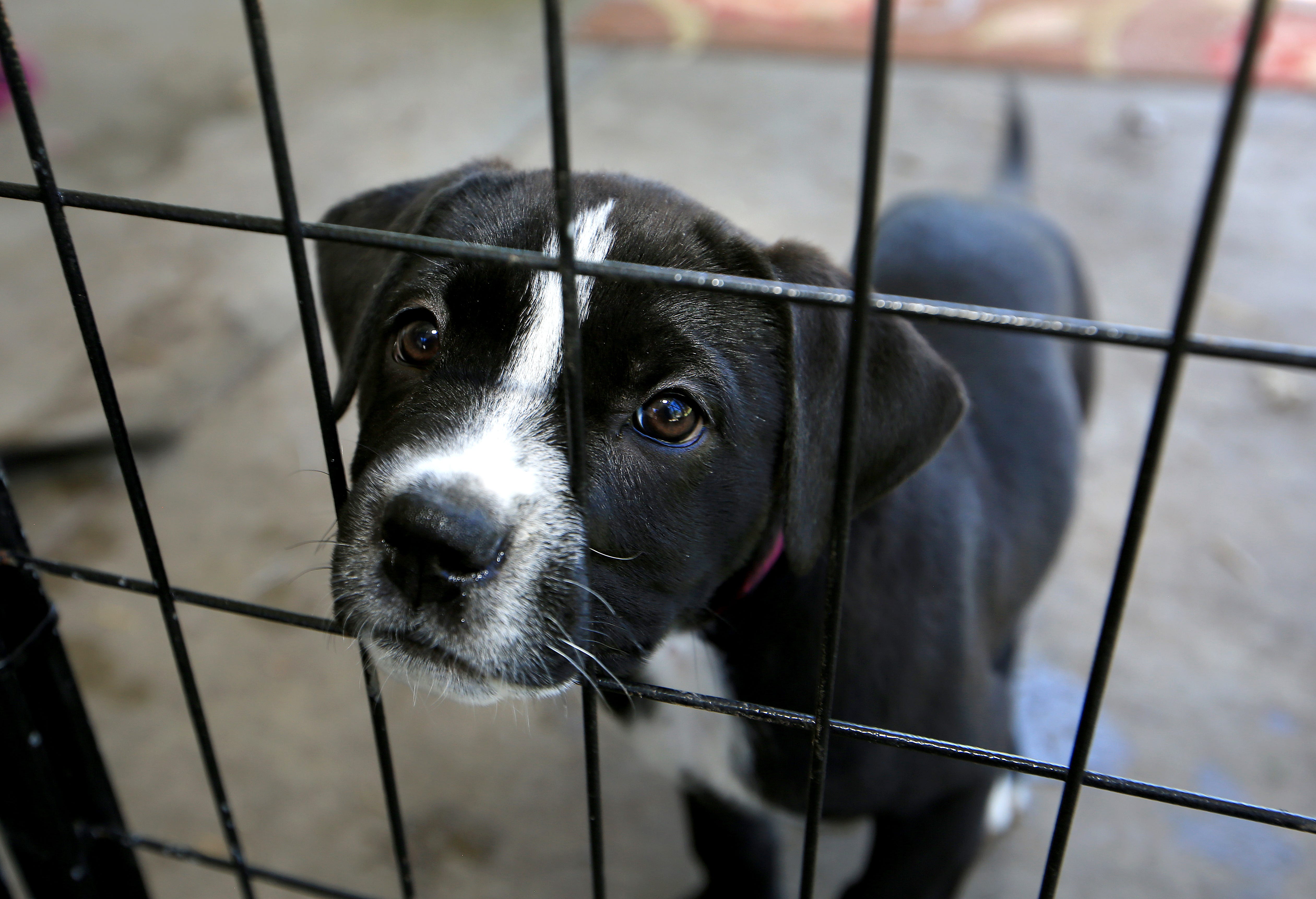 What Is The Pound For Dogs