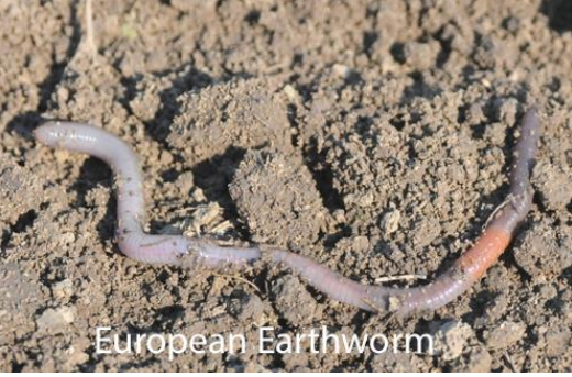 Invasive, soil-damaging Asian jumping worms have spread to Kansas