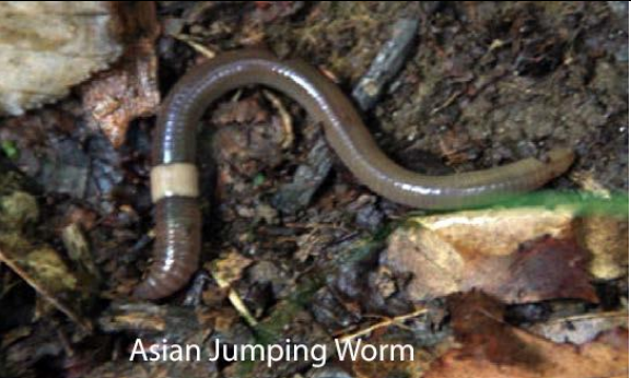 Invasive jumping worms that kill soil are spreading in Indiana